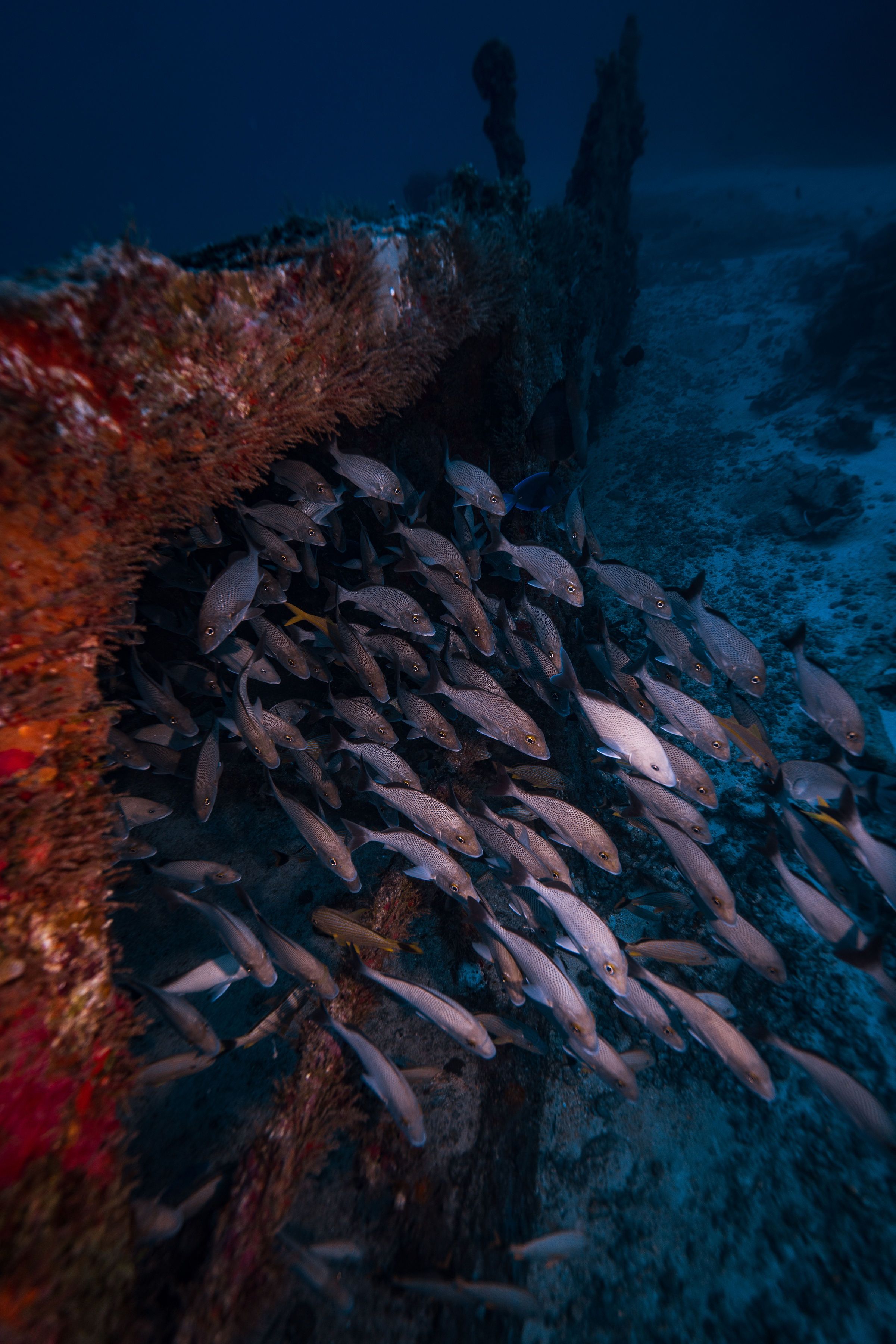 Scuba Diver Swimming with Fish Underwater · Free Stock Photo