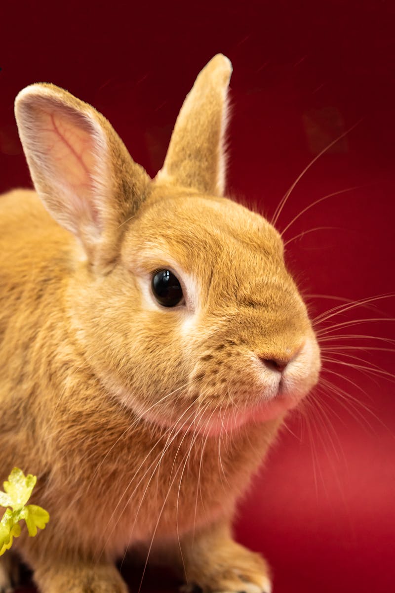 Rabbit Face Photos, Download The BEST Free Rabbit Face Stock Photos ...
