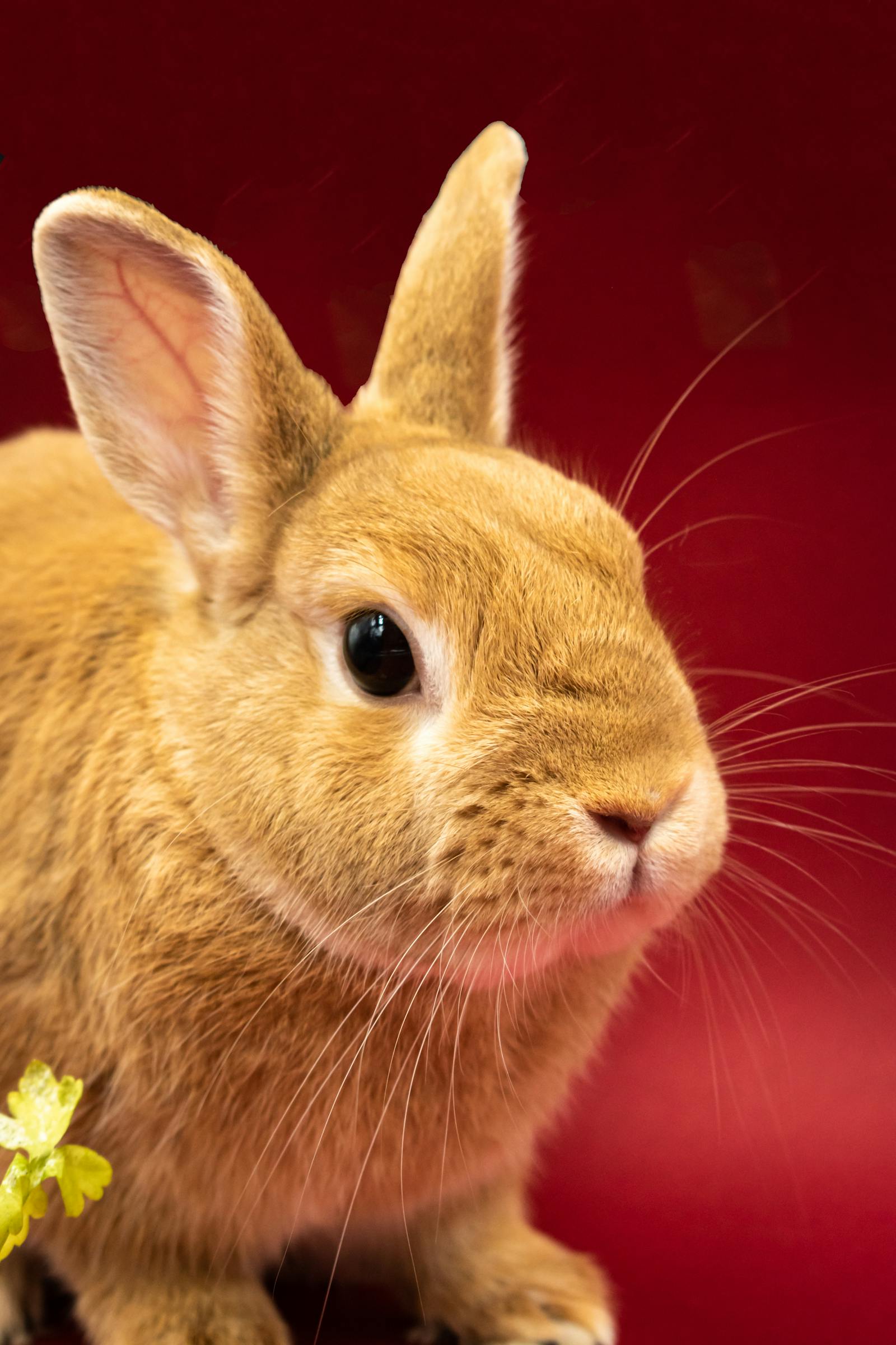 Rabbit Red Background Photos, Download The BEST Free Rabbit Red ...