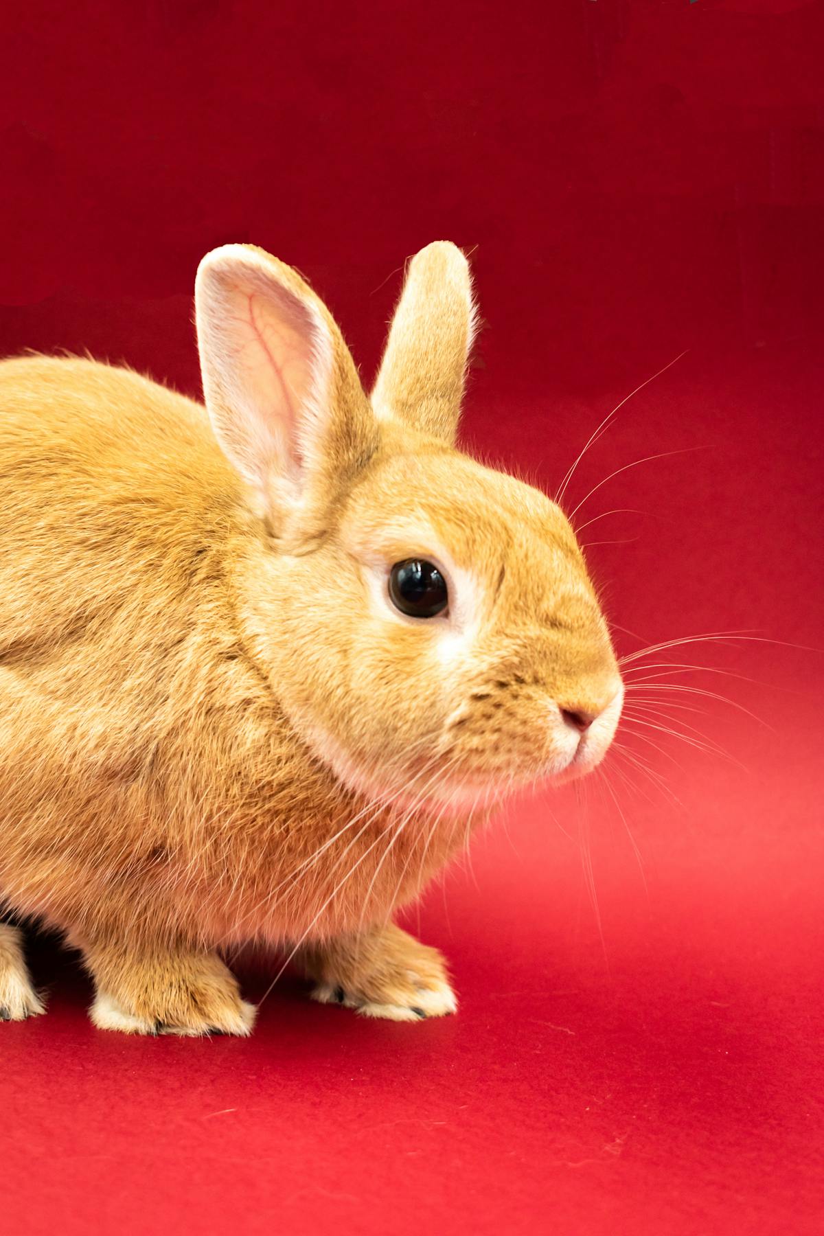 Rabbit Face Photos, Download The BEST Free Rabbit Face Stock Photos ...