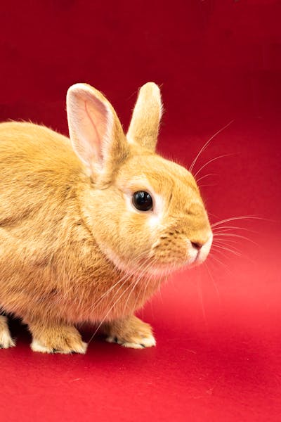 Rabbit Face Photos, Download The BEST Free Rabbit Face Stock Photos ...