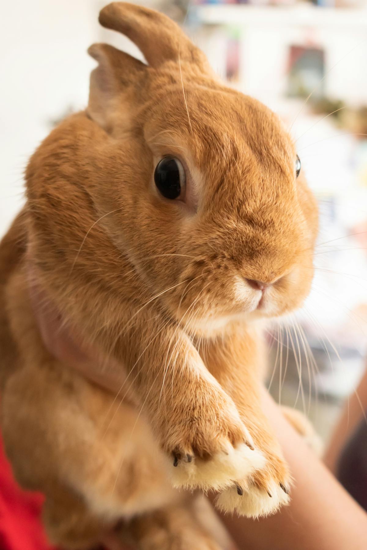 Rabbit Face Photos, Download The BEST Free Rabbit Face Stock Photos ...