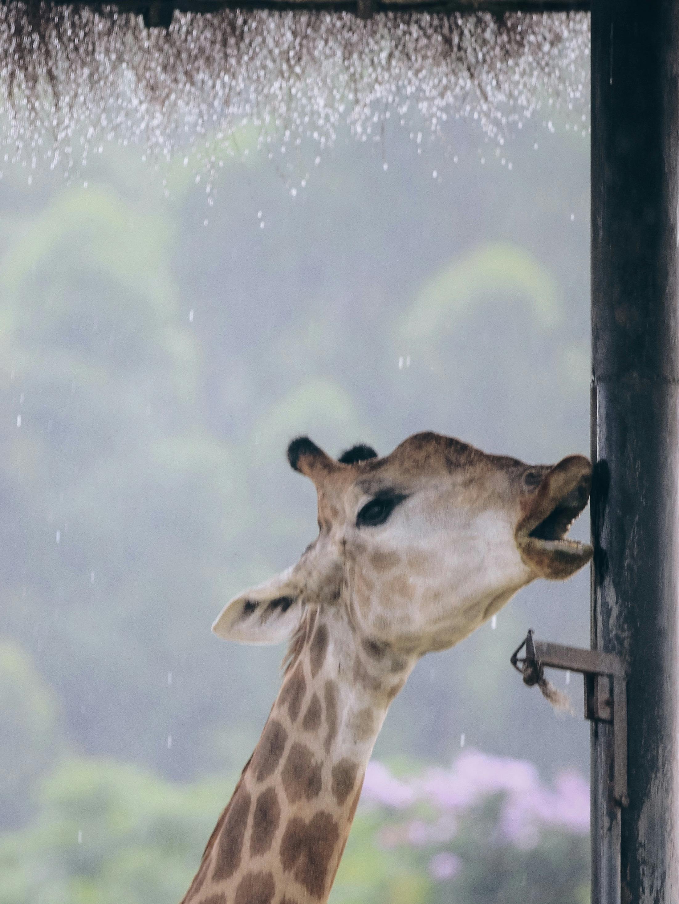 Greyscale Photograph of Giraffe · Free Stock Photo