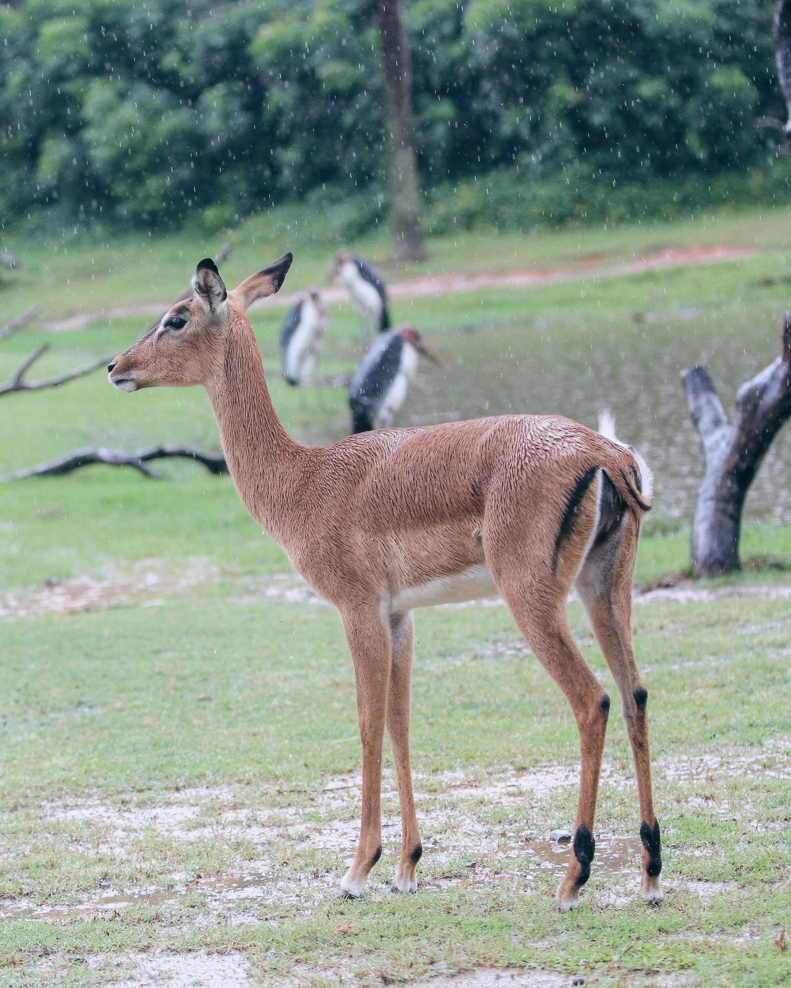 Rain Deer Photos, Download The BEST Free Rain Deer Stock Photos & HD Images