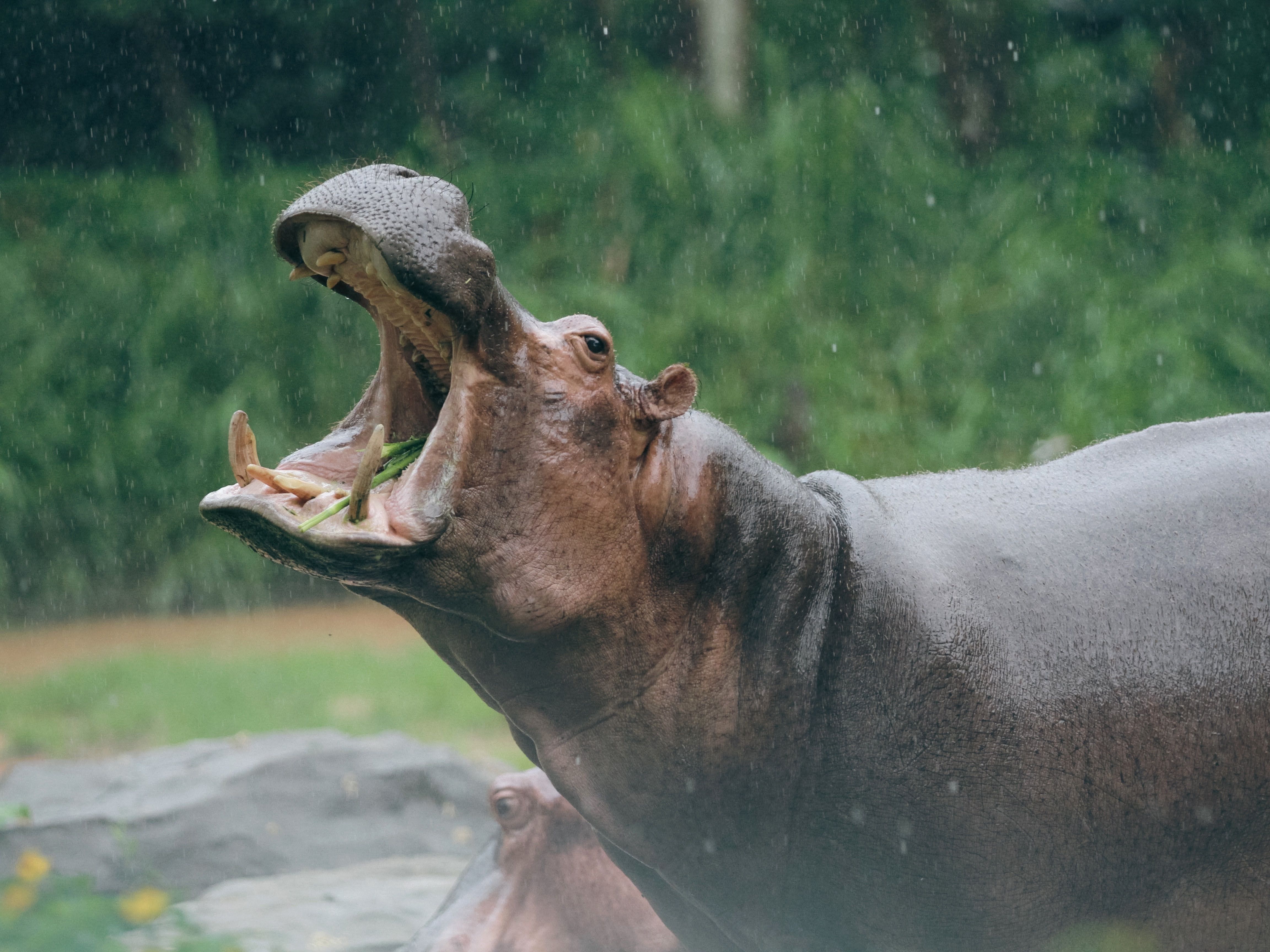 Foto profissional gratuita de animais selvagens, animal, animal gigante ...