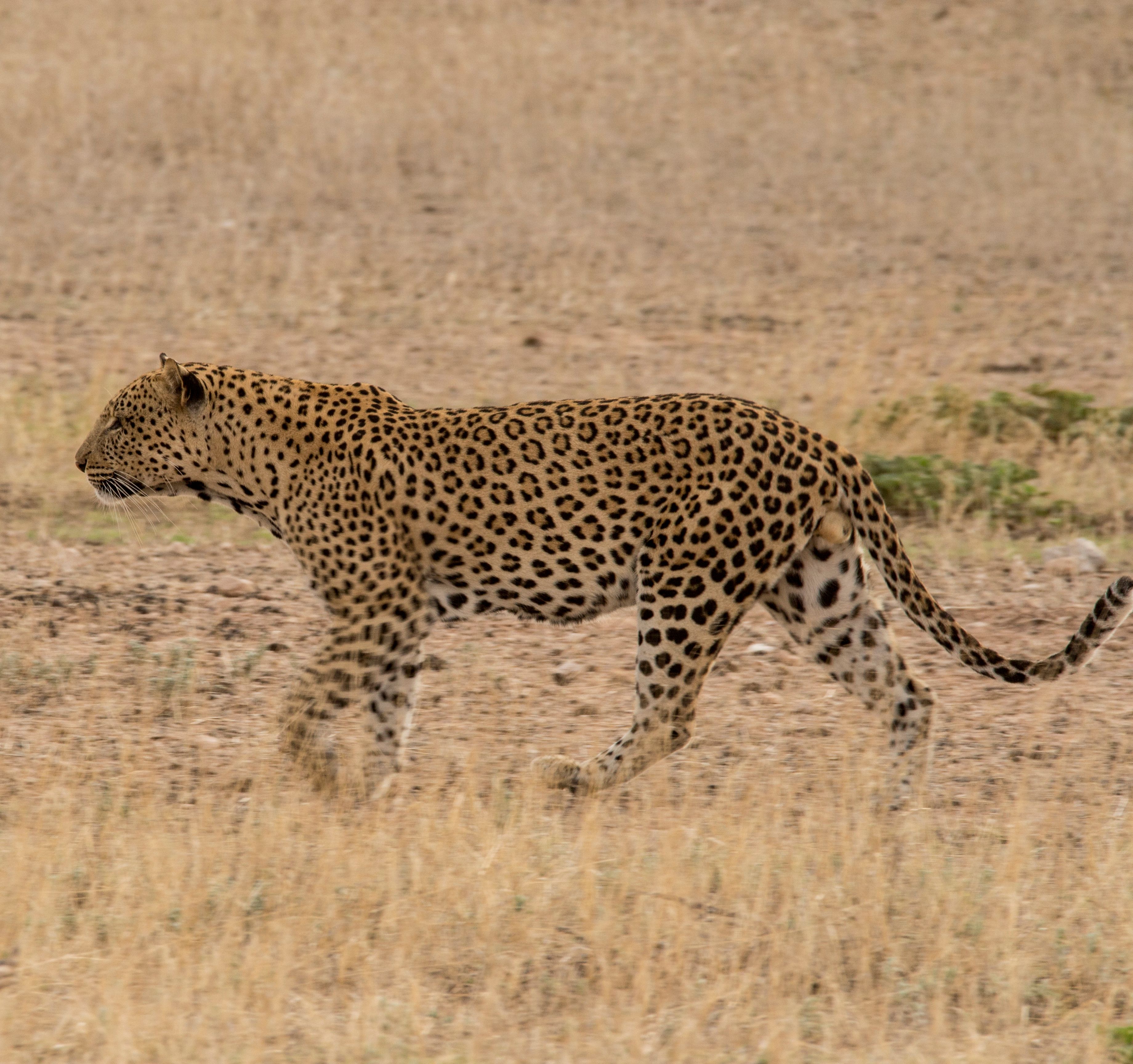 Cheetah in Nature · Free Stock Photo