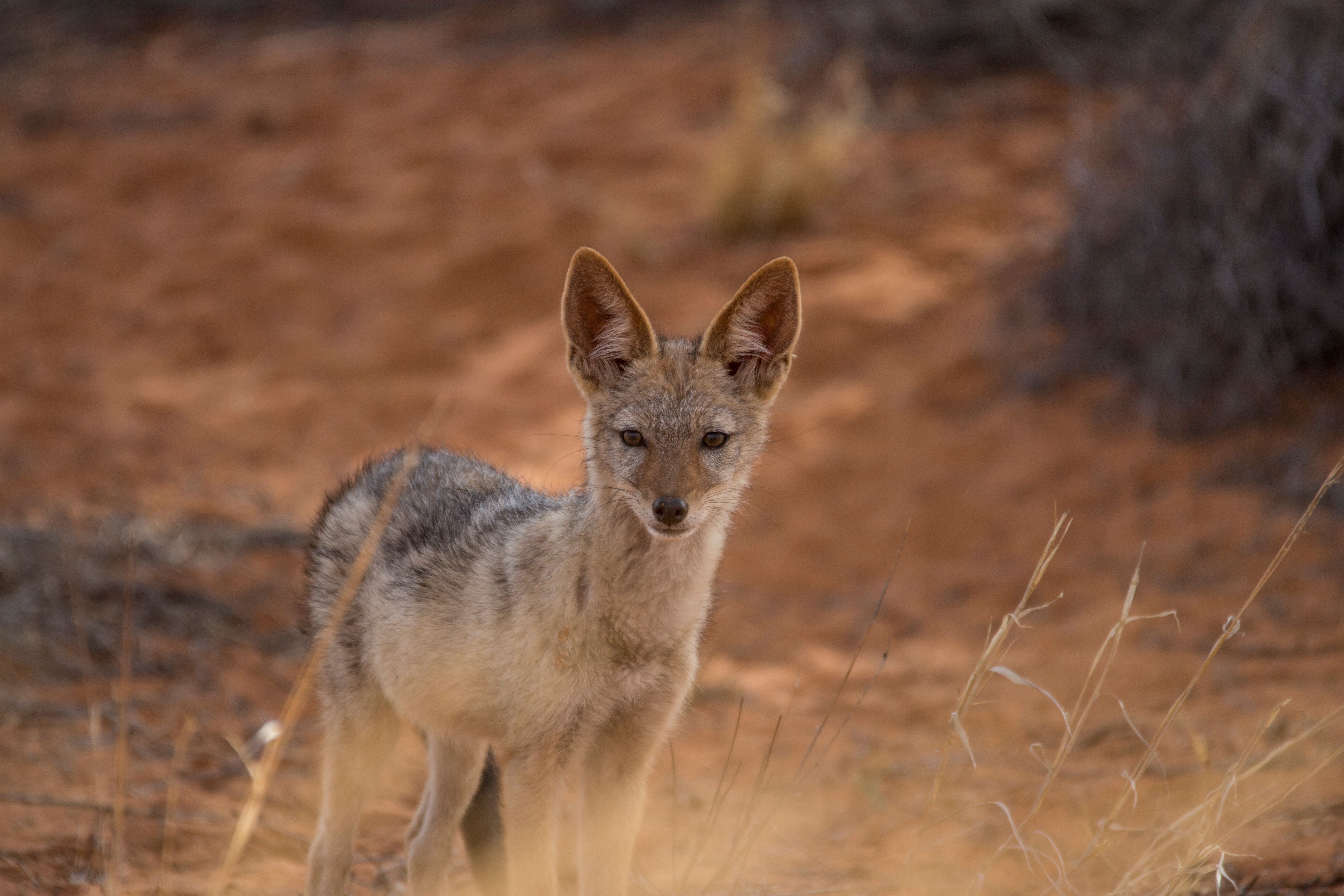 Jackal Animal in Blurred Background · Free Stock Photo