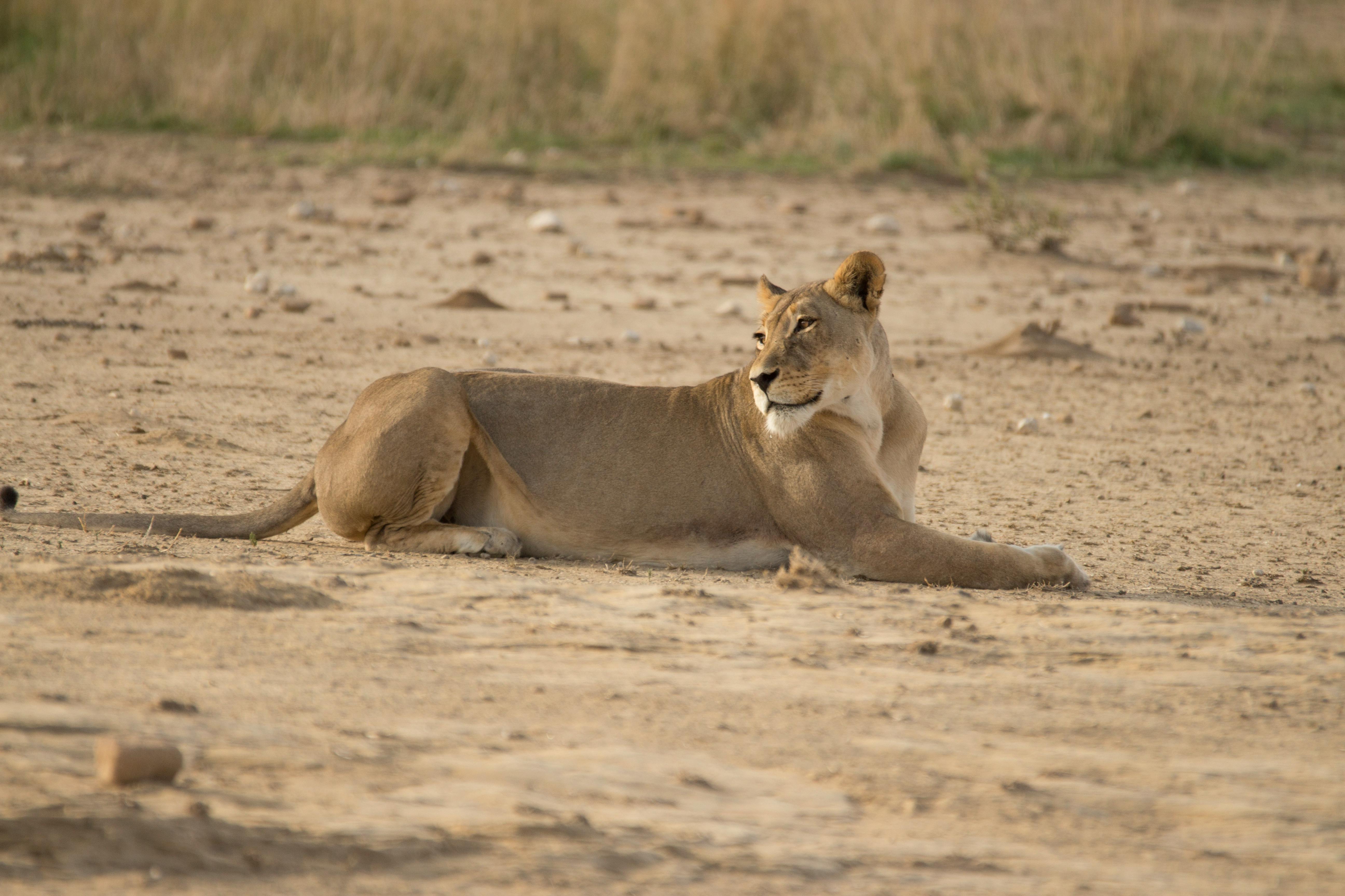 Lioness Lying Down · Free Stock Photo