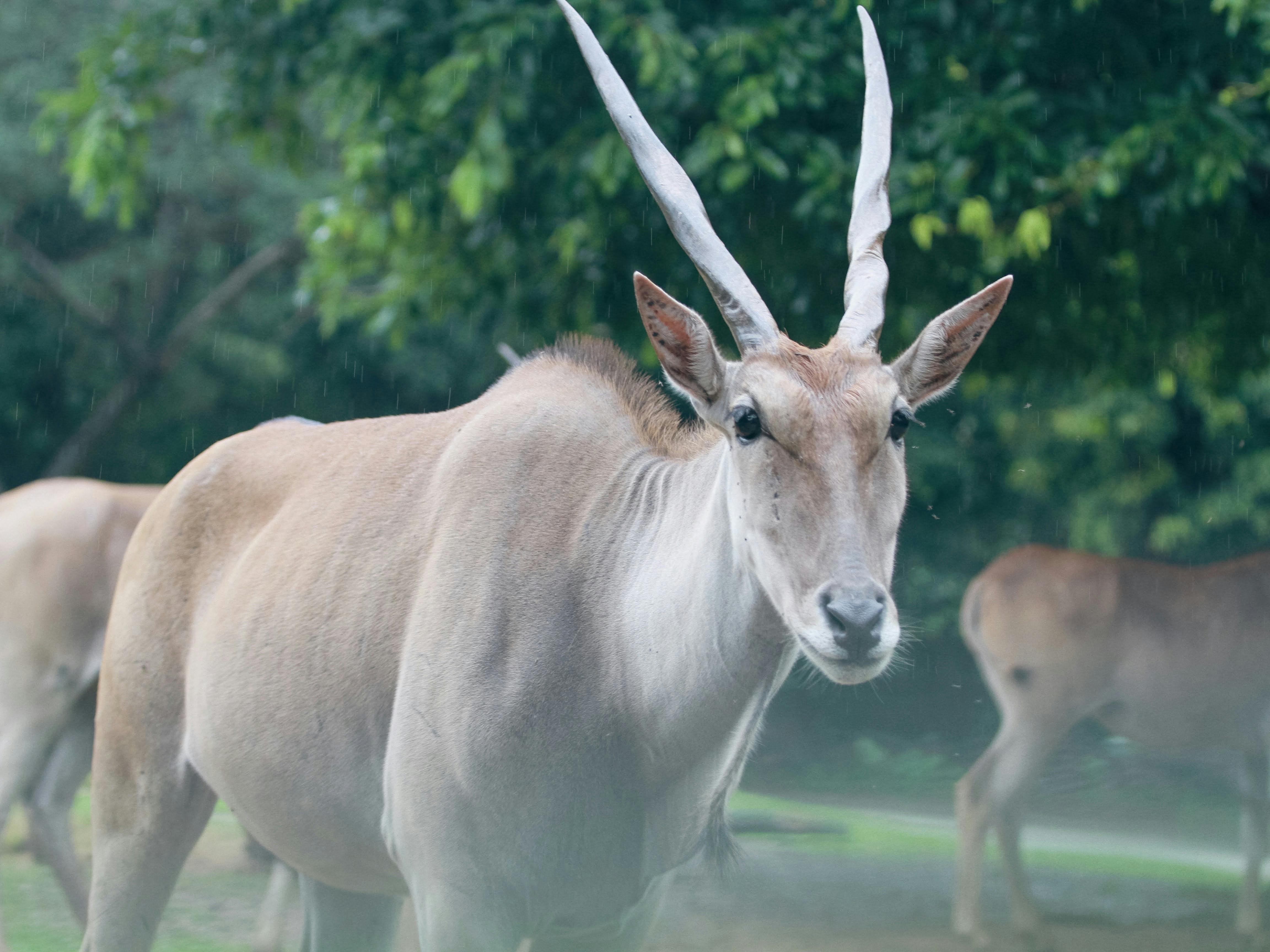 Antelope with Horns · Free Stock Photo