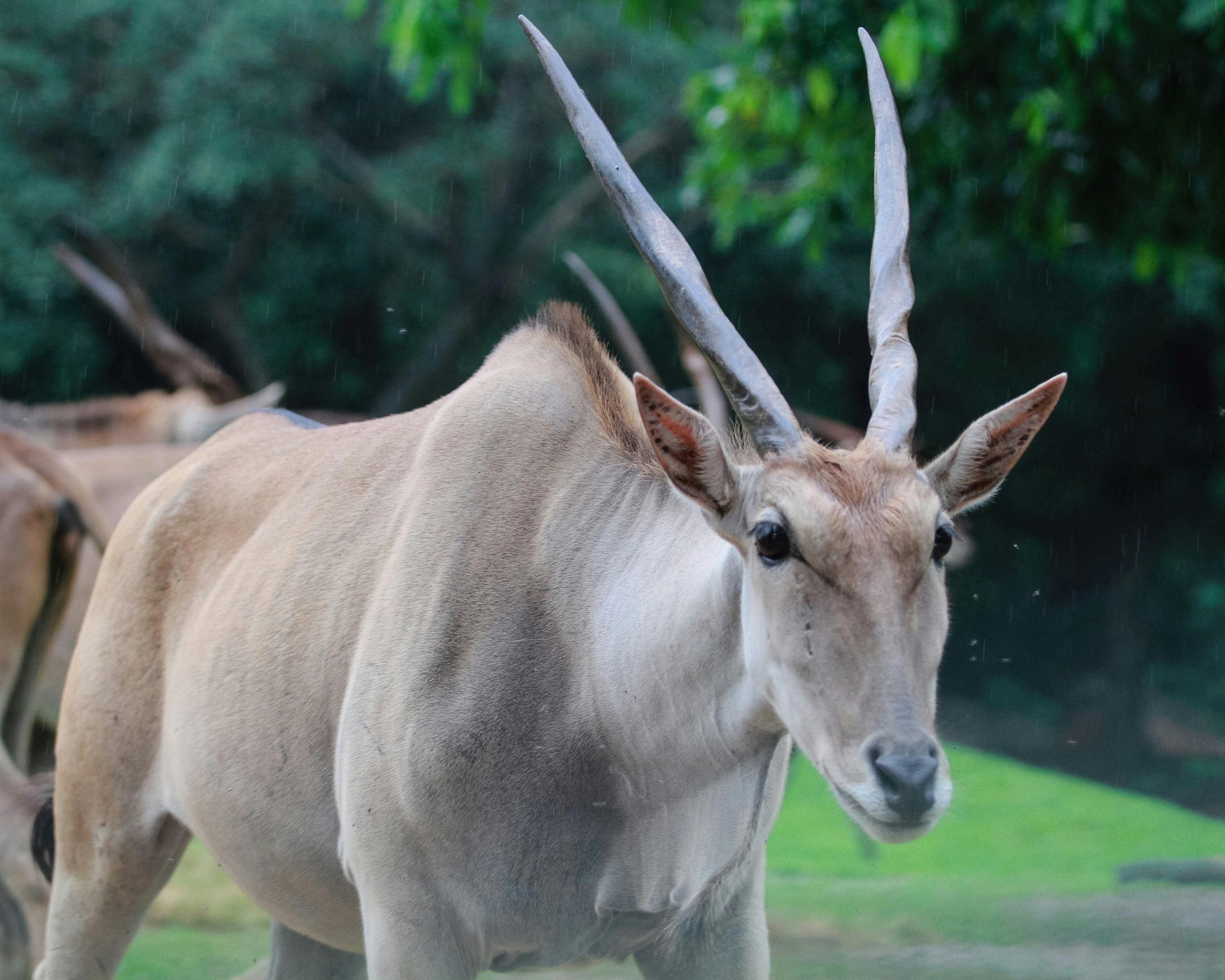 Close up of Antelope with Horns · Free Stock Photo