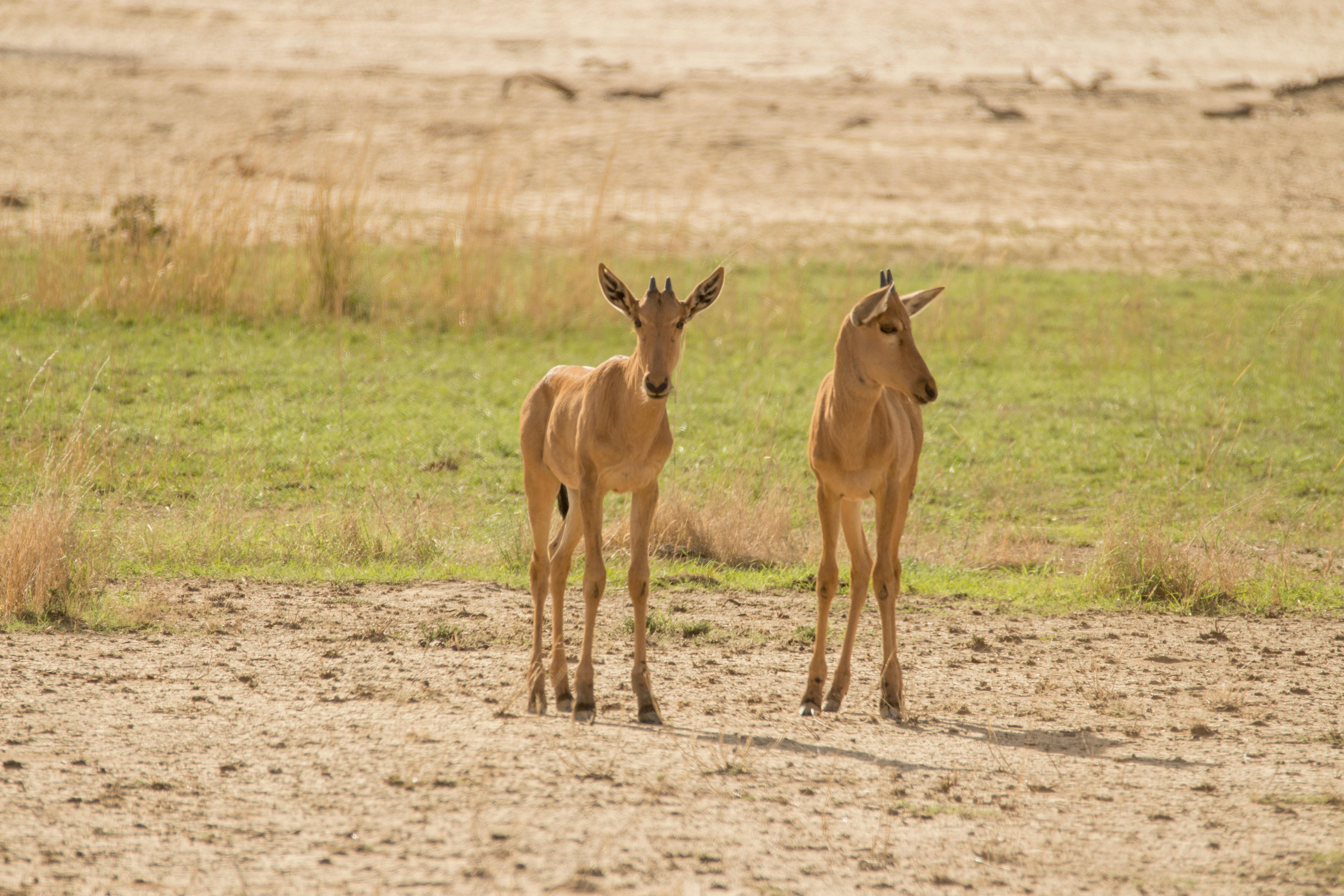 Close up of Jumping Blackbuck · Free Stock Photo