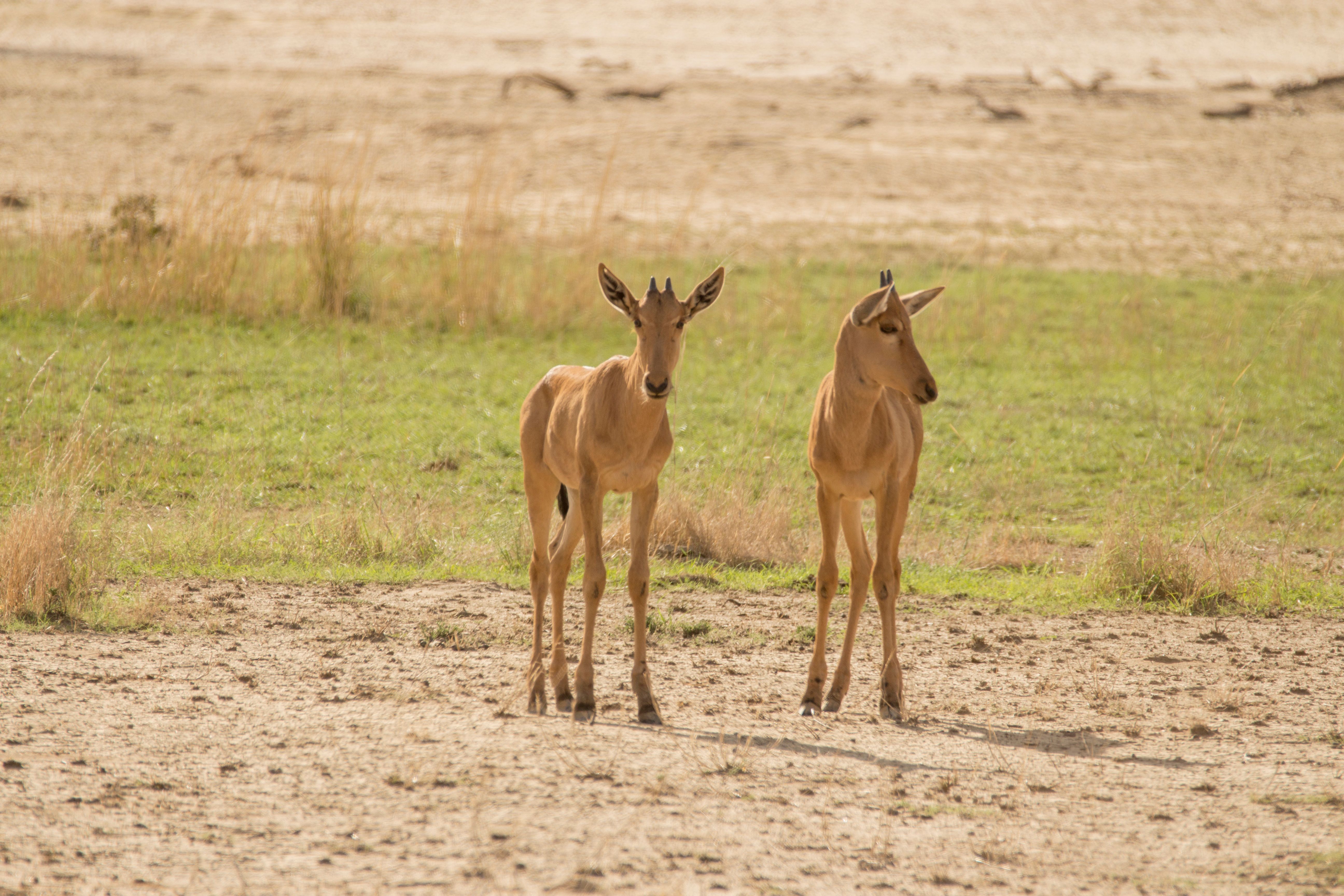 Antelopes in Nature · Free Stock Photo