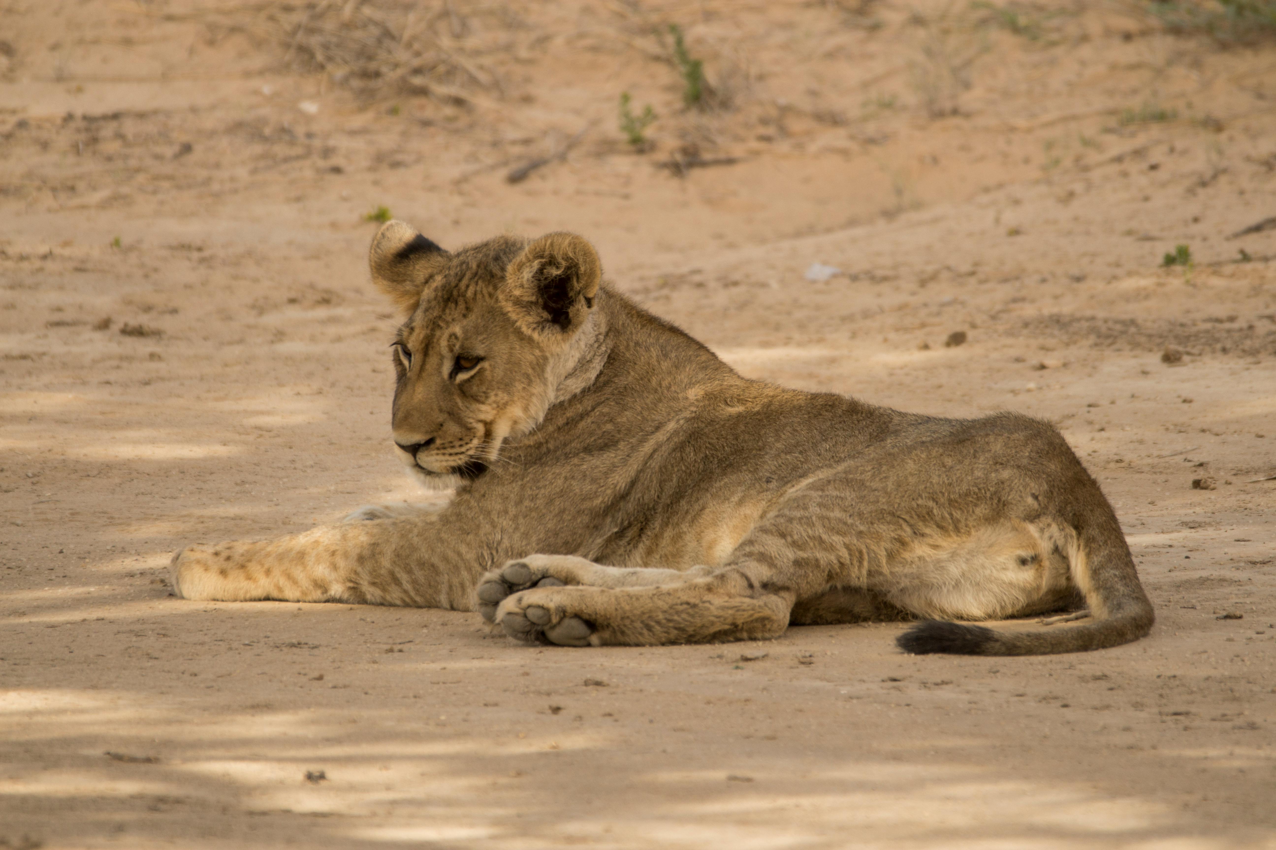 Cub Lying Down on Sand · Free Stock Photo