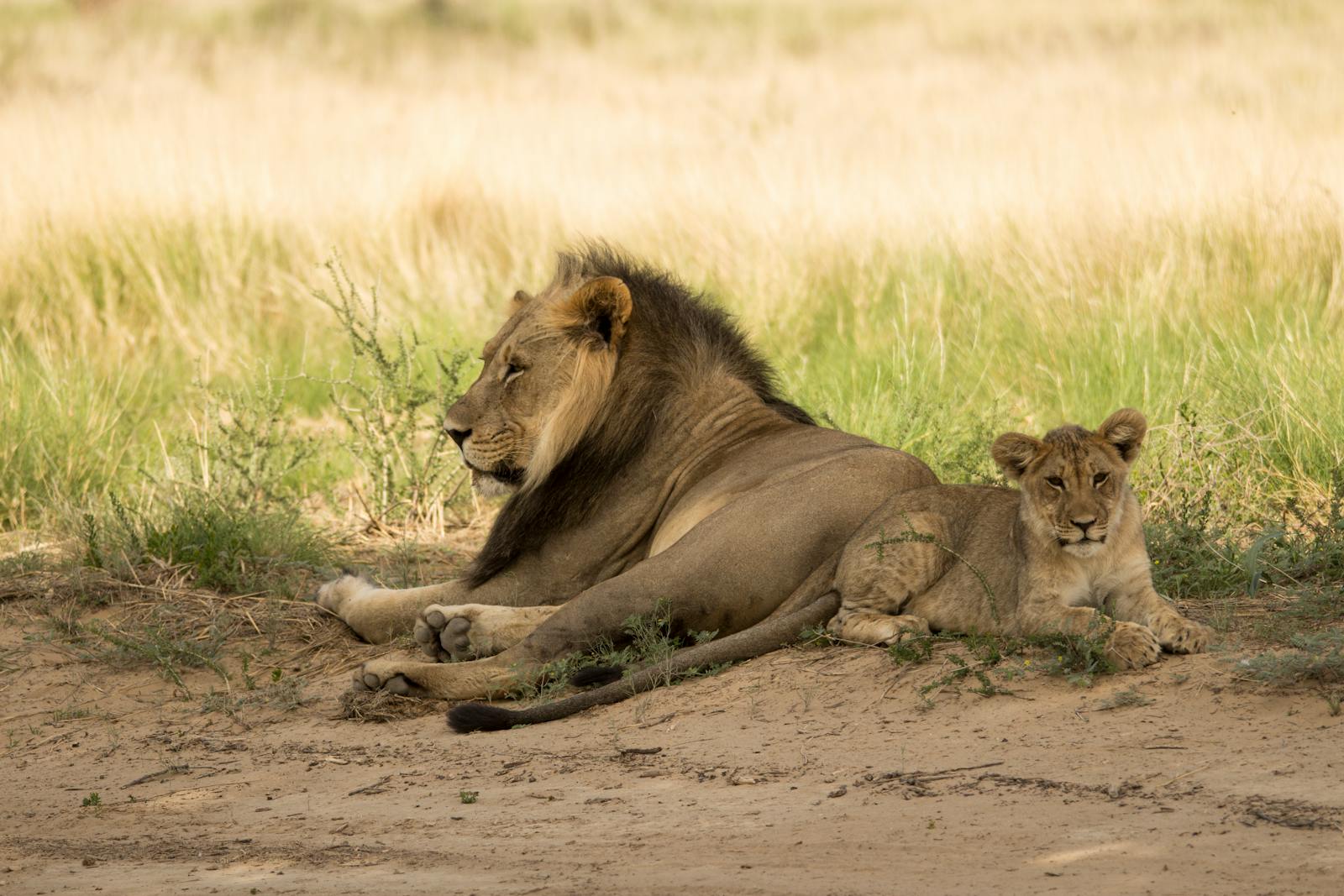 Lion And Lioness Together Photos, Download The BEST Free Lion And ...