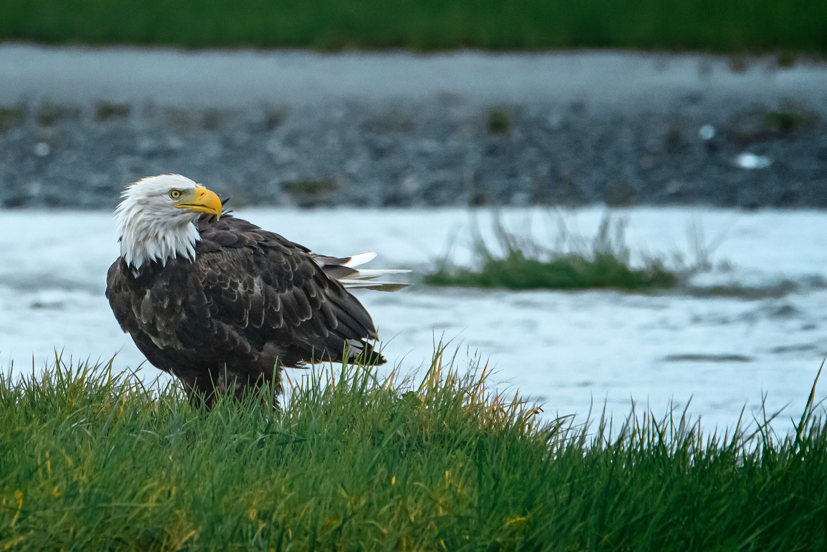 Bald Eagle Perched on Green Grass Near Water · Free Stock Photo