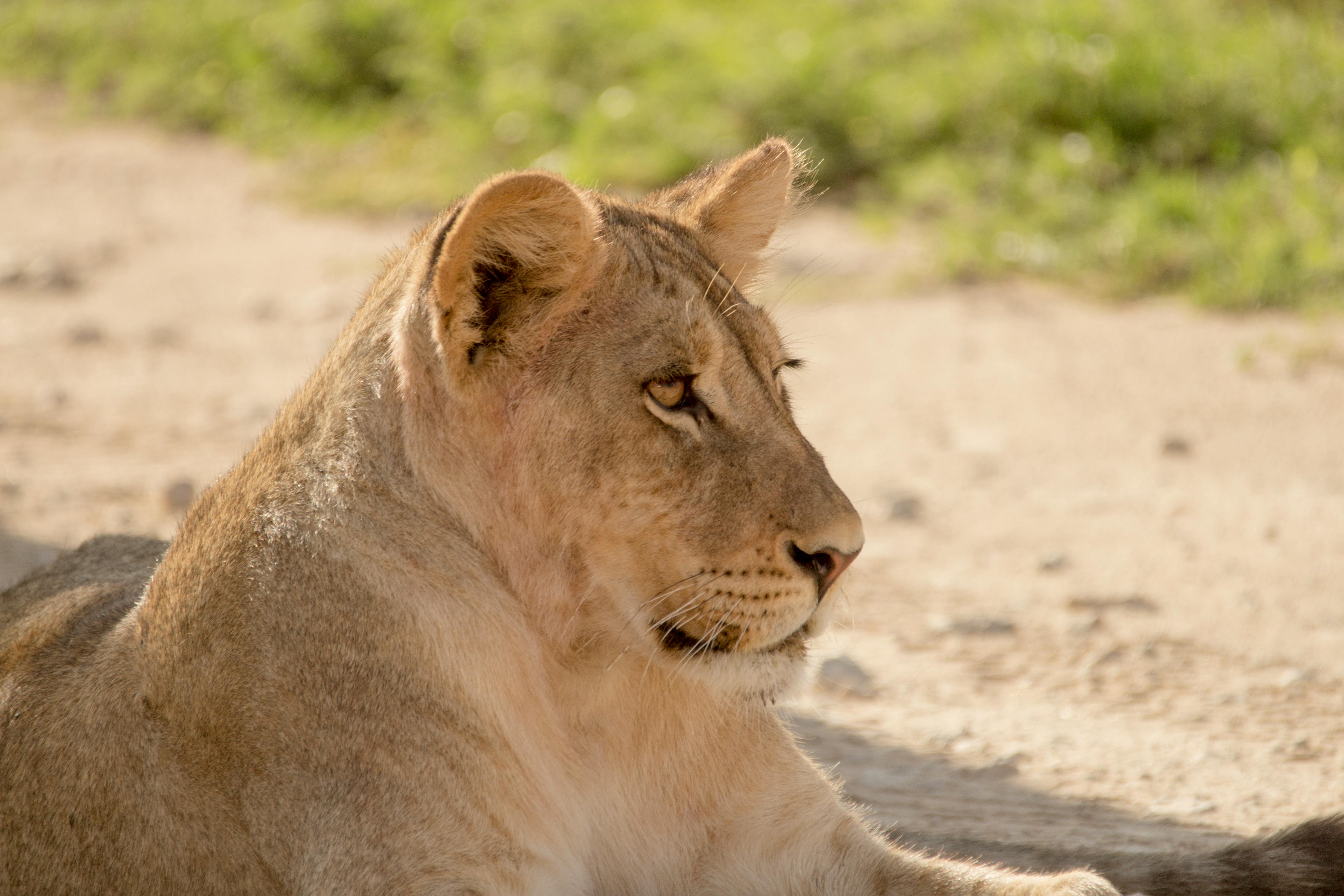 Lioness in Close-up Shot · Free Stock Photo