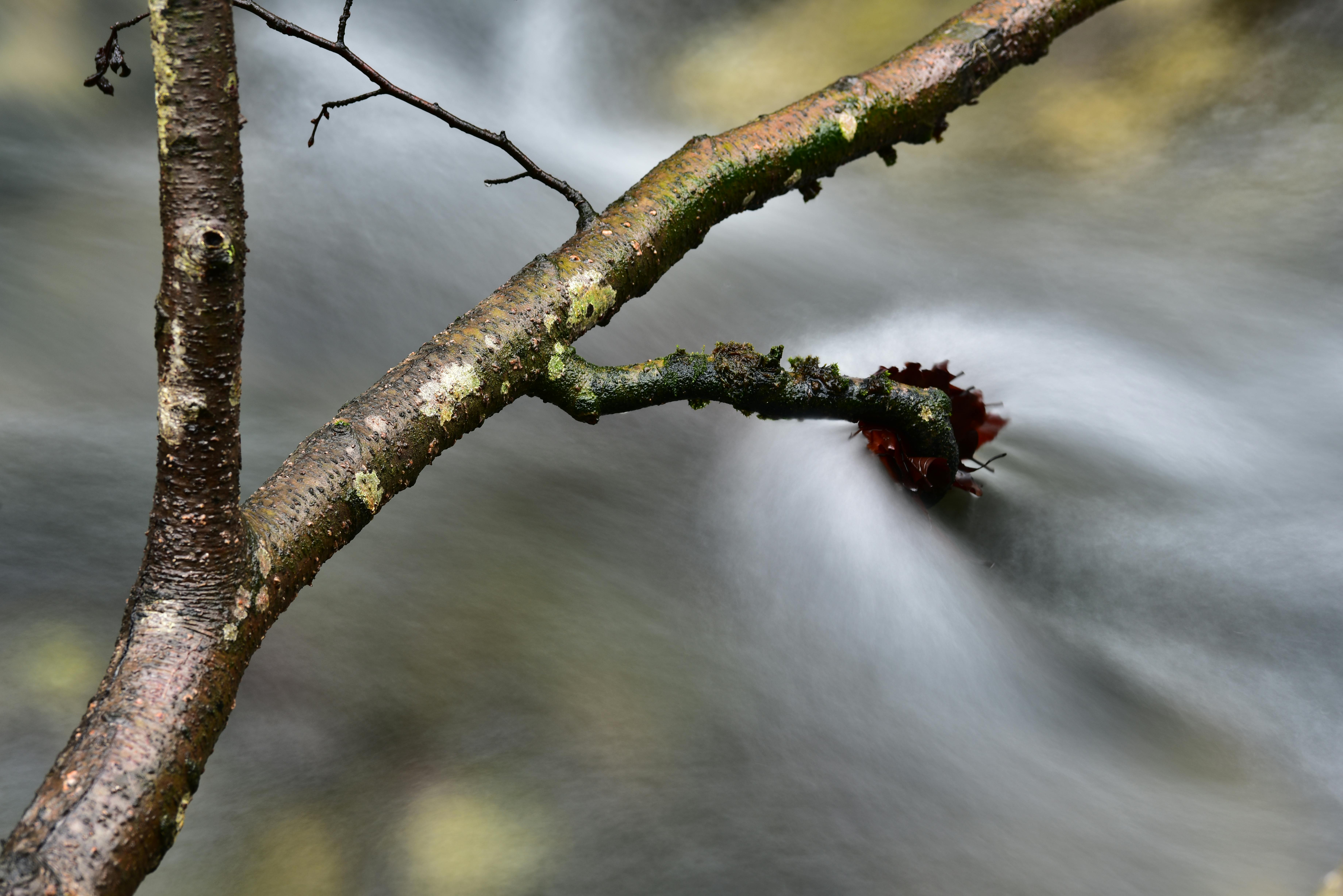 Branch Touching the Flowing Water in a Stream · Free Stock Photo