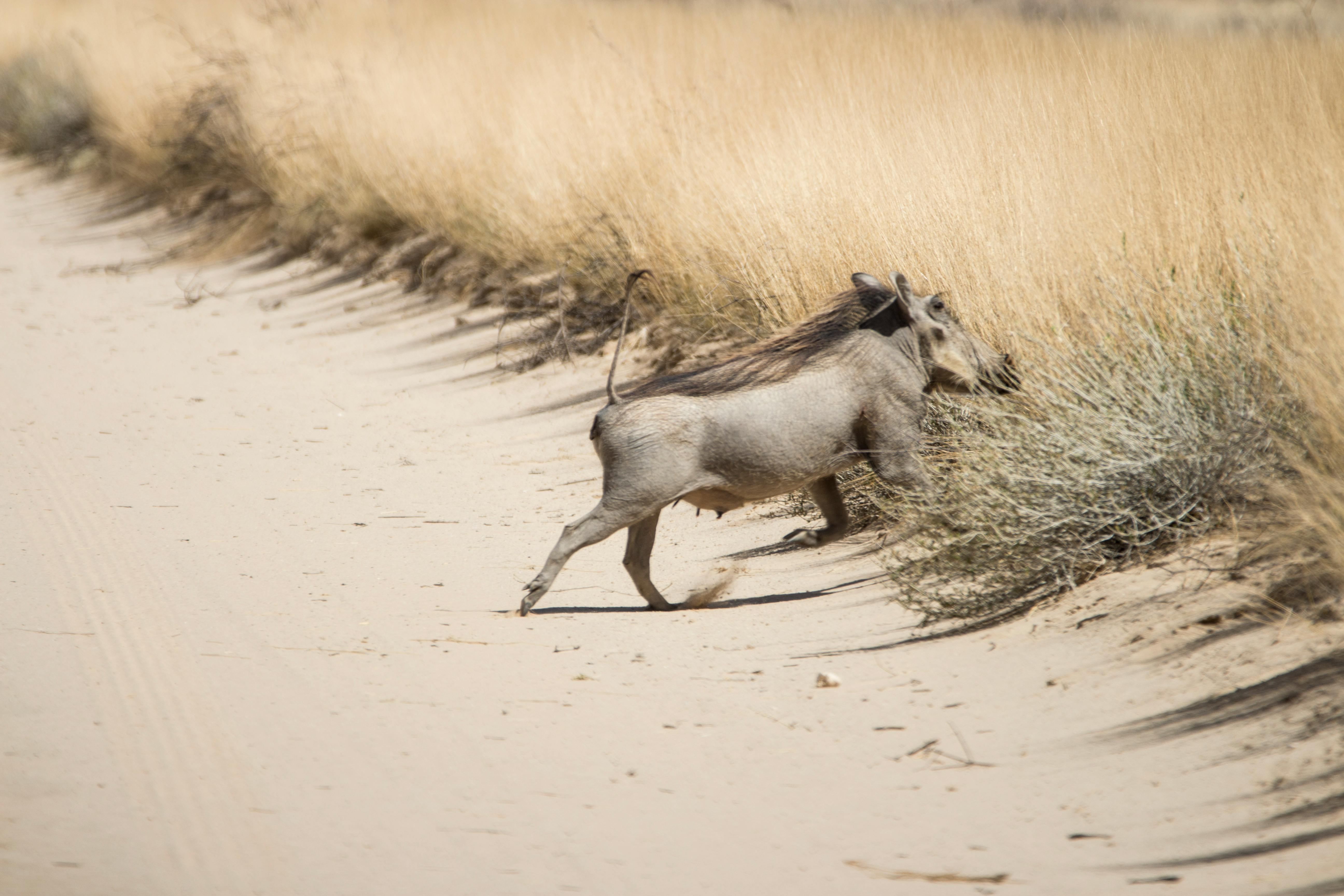 Warthog Photos, Download The BEST Free Warthog Stock Photos & HD Images
