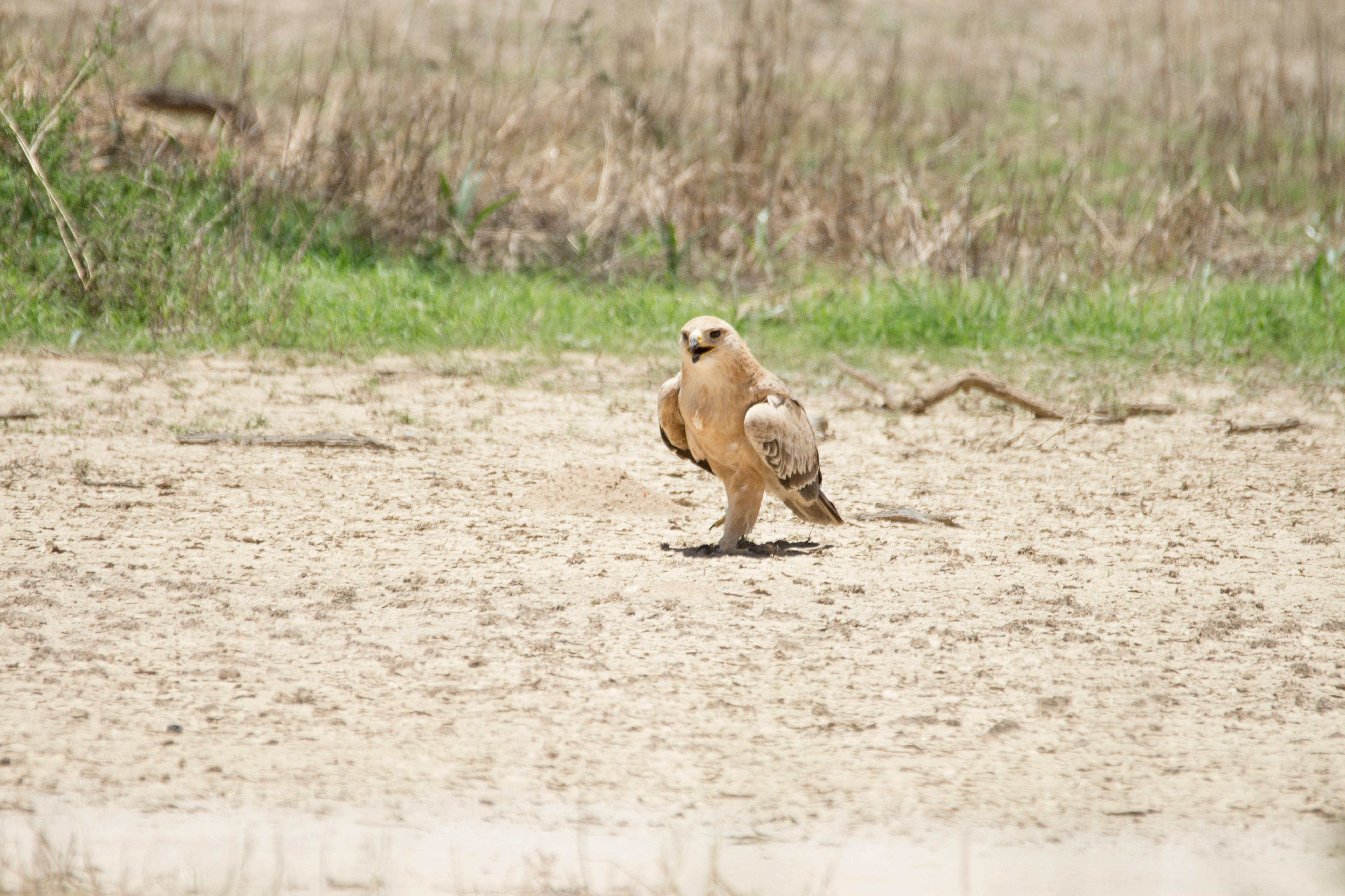 Predator Bird on Sand · Free Stock Photo