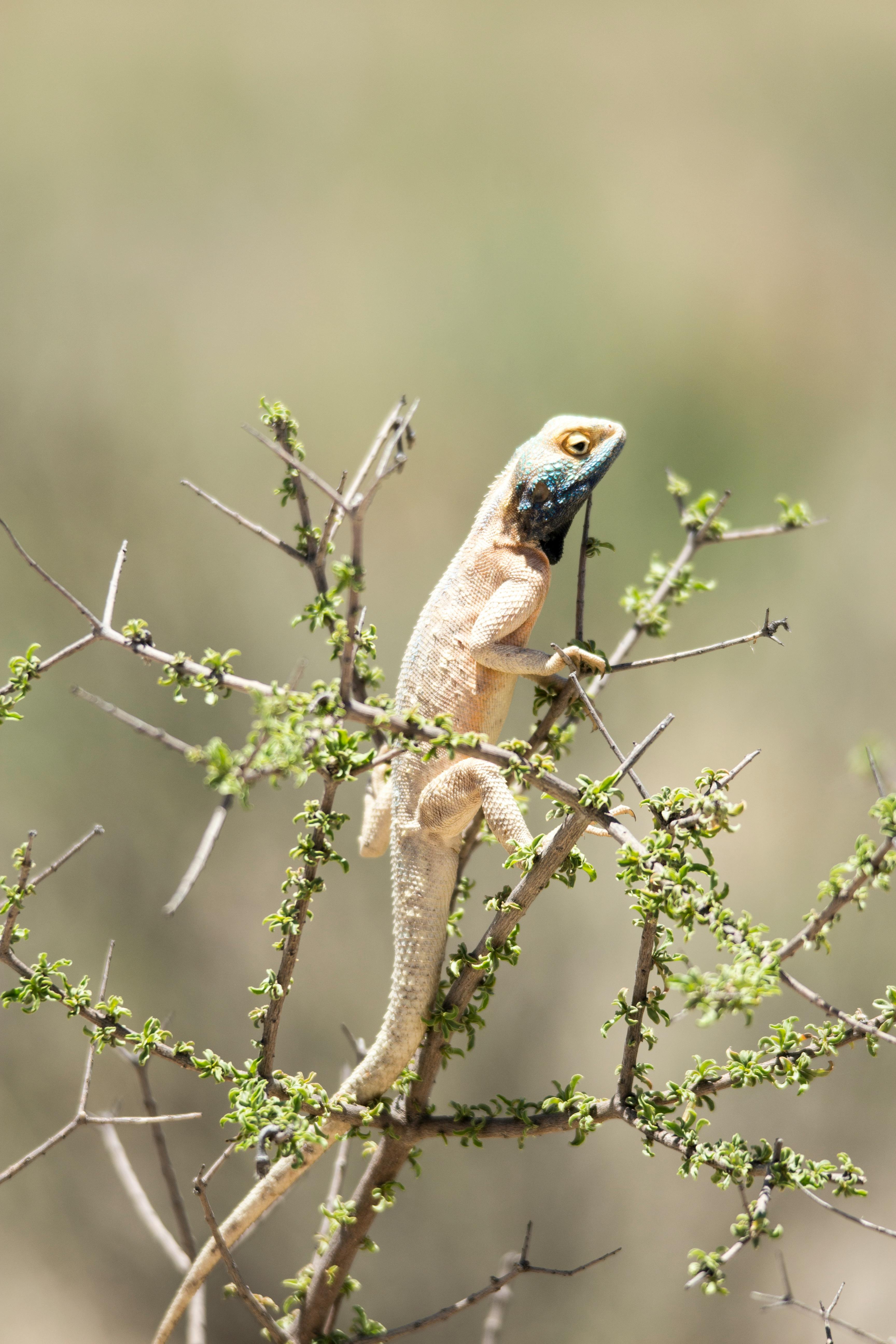 Lizard on Branches · Free Stock Photo