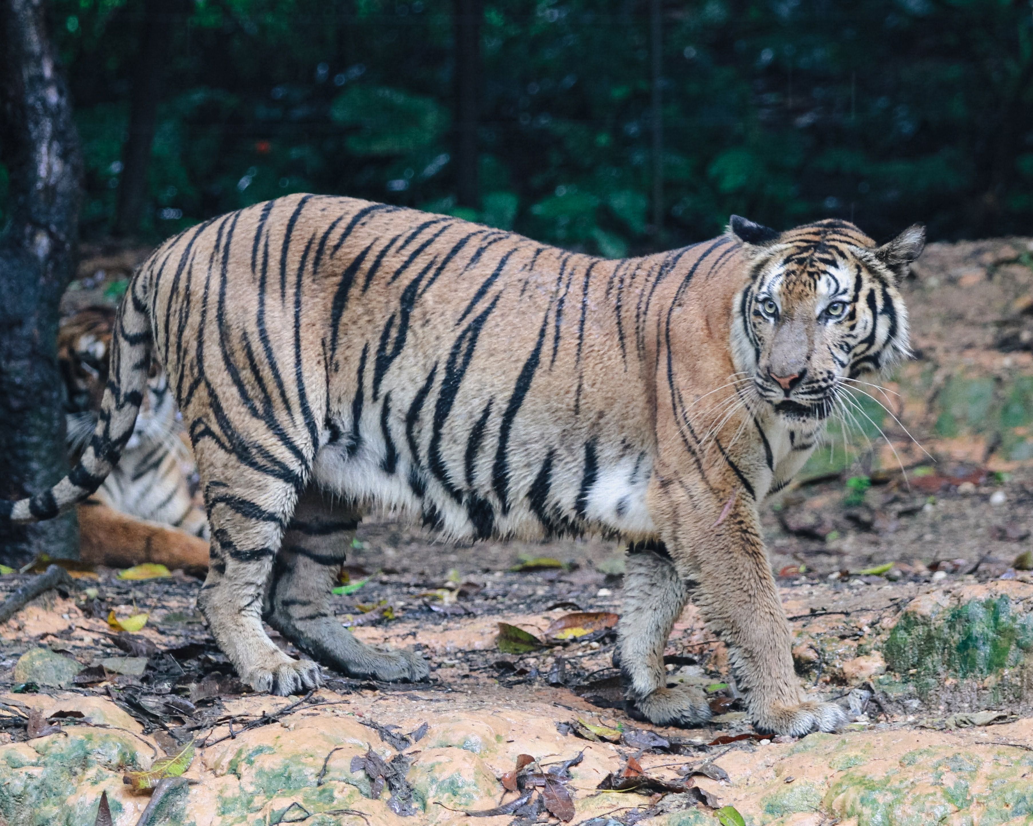 Close-up of Tiger · Free Stock Photo