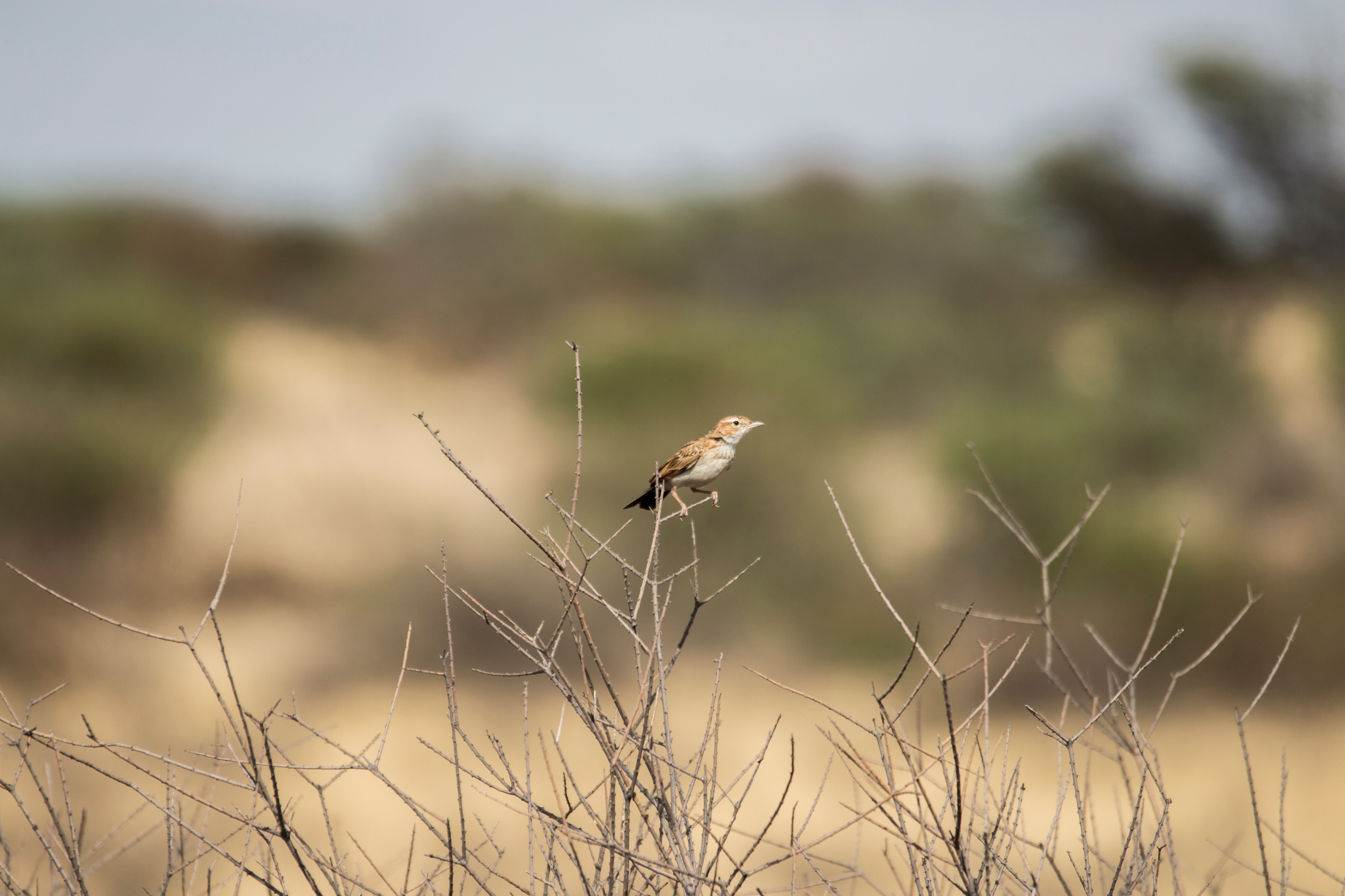 Bird Perching on Branches · Free Stock Photo