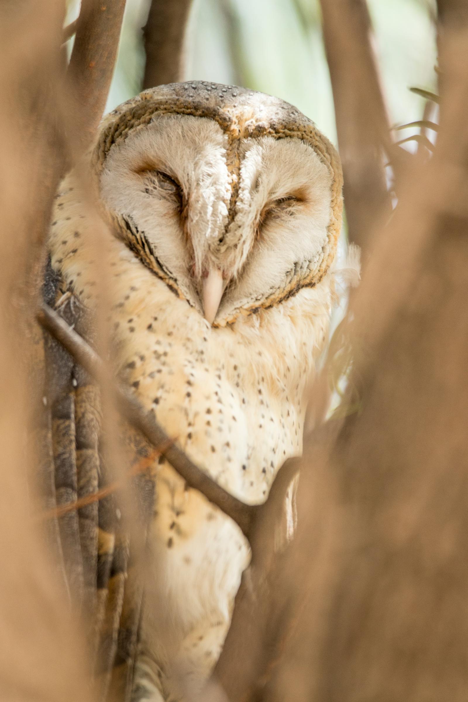 Barn Owl Photos, Download The BEST Free Barn Owl Stock Photos & HD Images