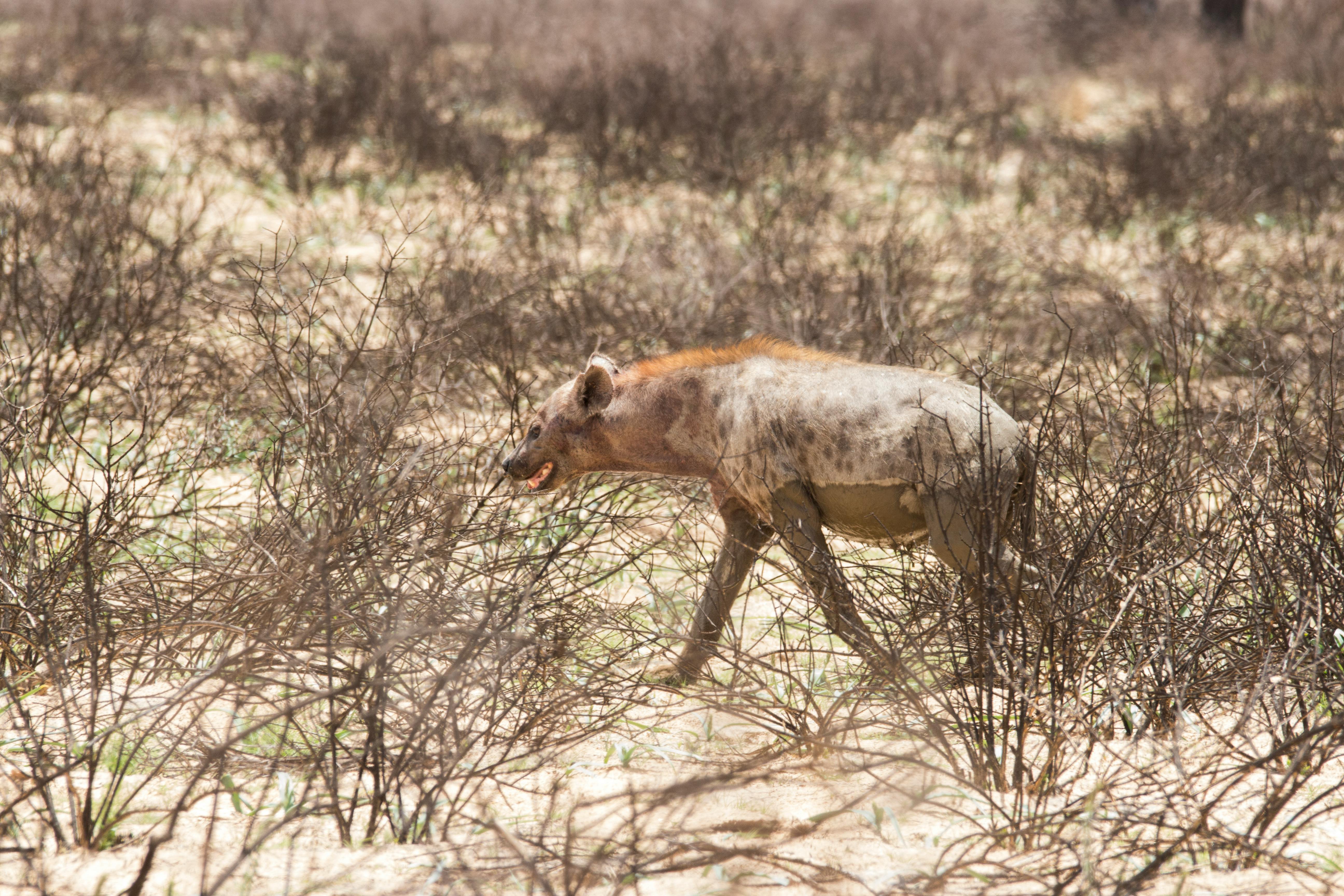 Hyenas with Meat · Free Stock Photo