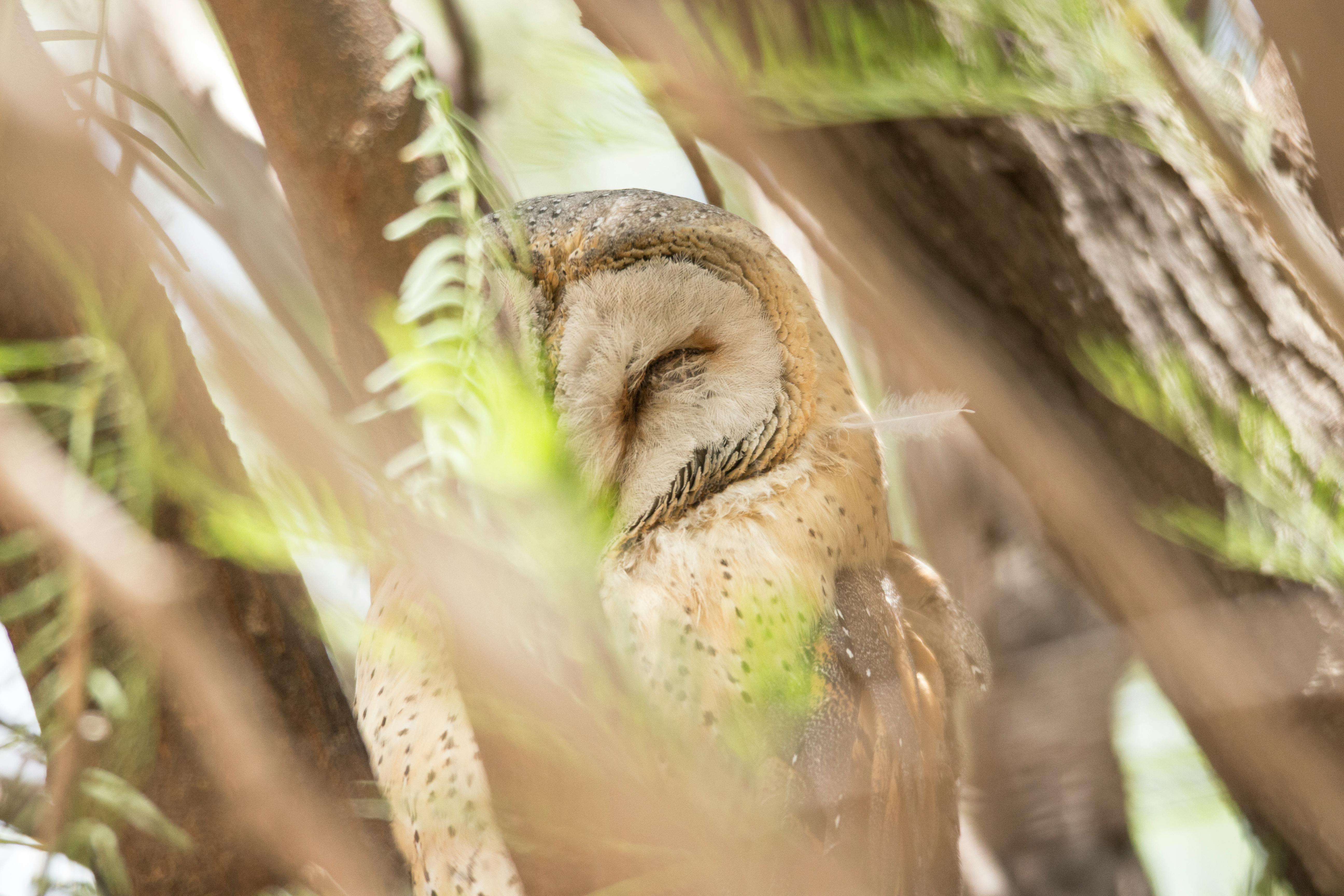 Close up of Owl · Free Stock Photo