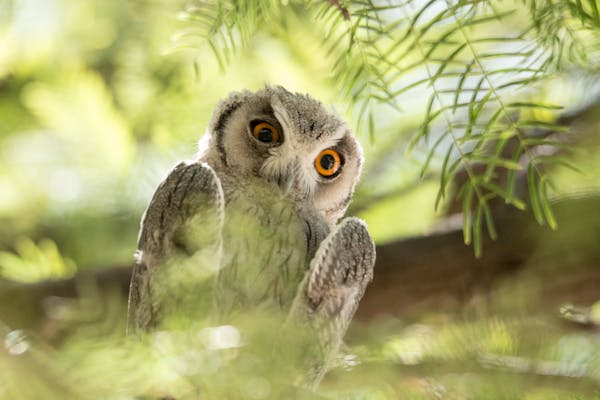8k Owl Wallpaper Photos, Download The BEST Free 8k Owl Wallpaper Stock ...