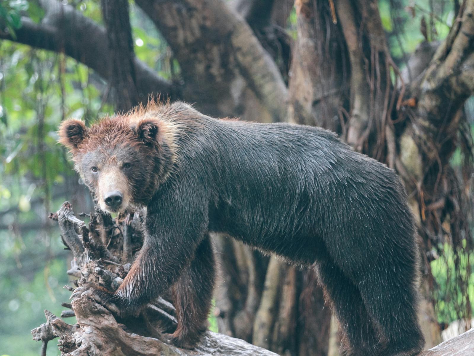 Bear Wallpaper Photos, Download The BEST Free Bear Wallpaper Stock ...