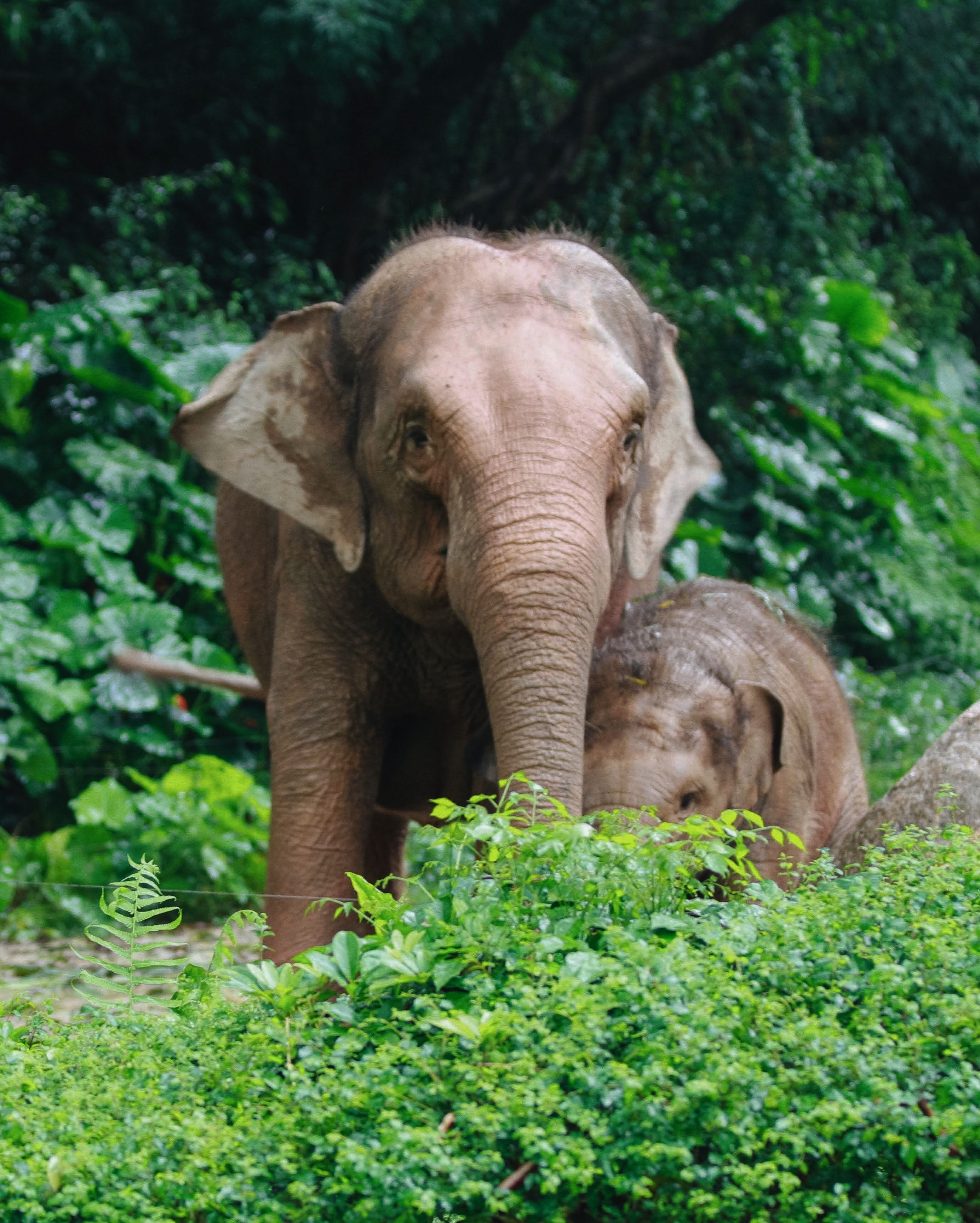 Elephants in Nature · Free Stock Photo