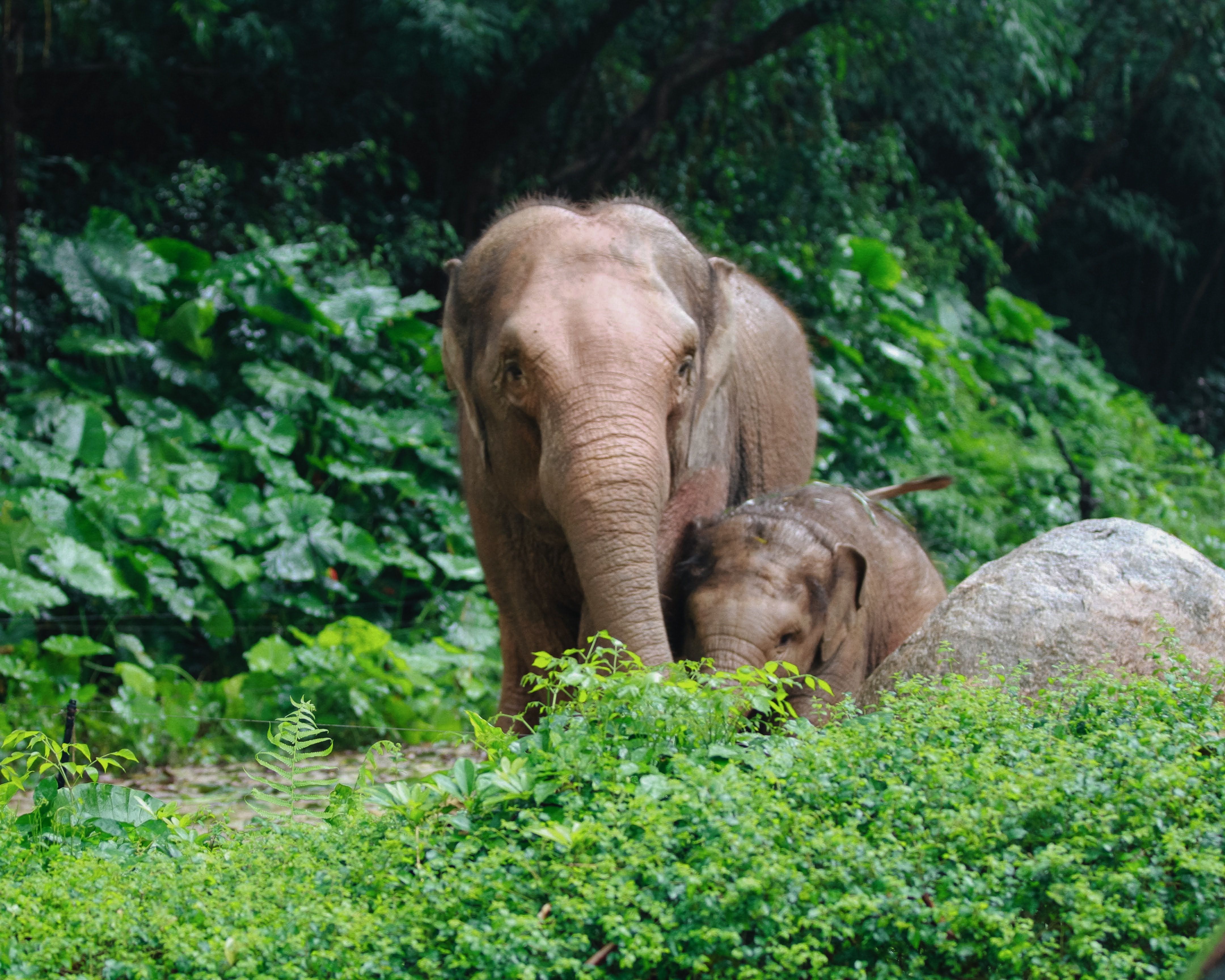 Desktop Wallpaper Of Elephants Photos, Download The BEST Free Desktop ...