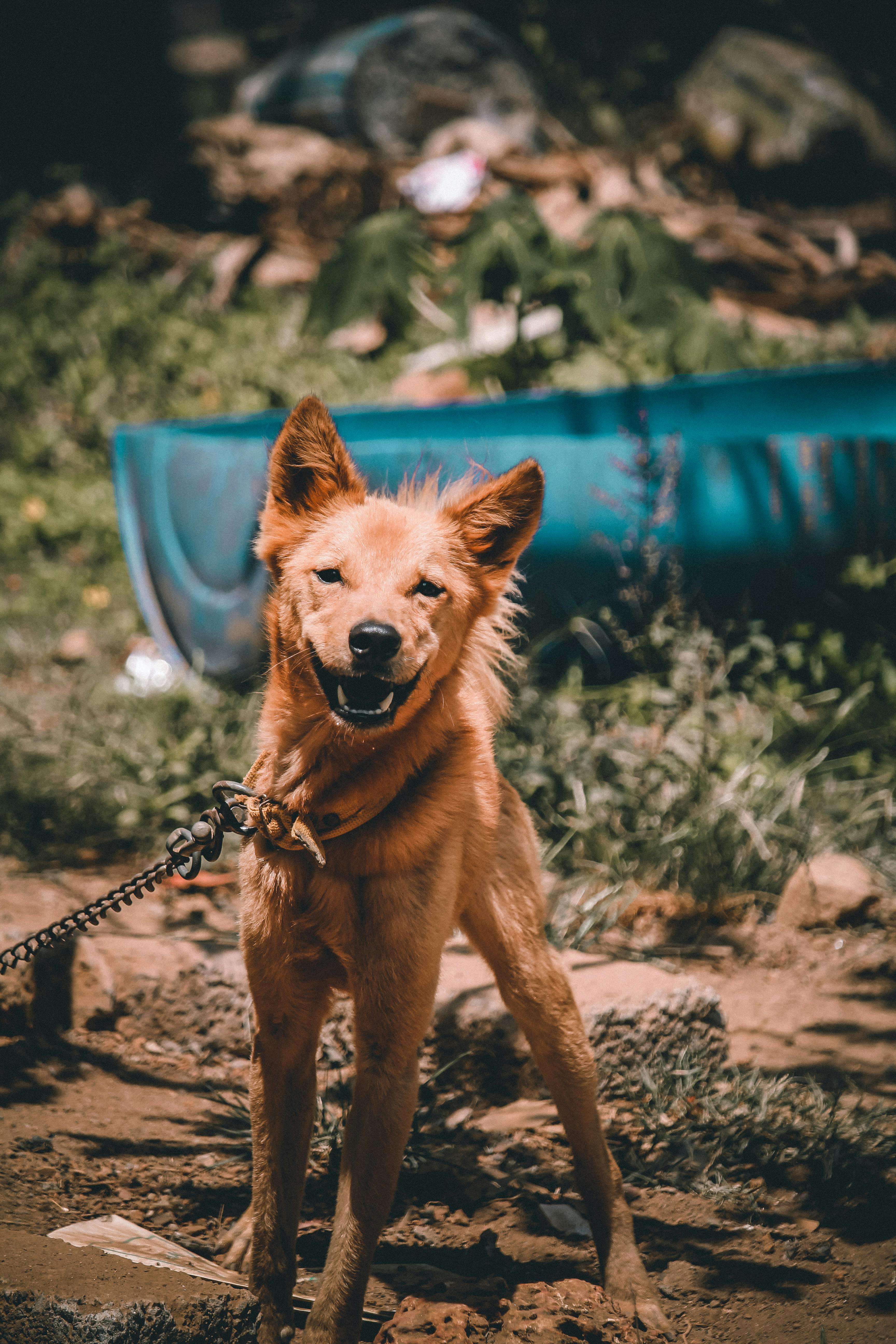 Close-up of Dog Paws · Free Stock Photo