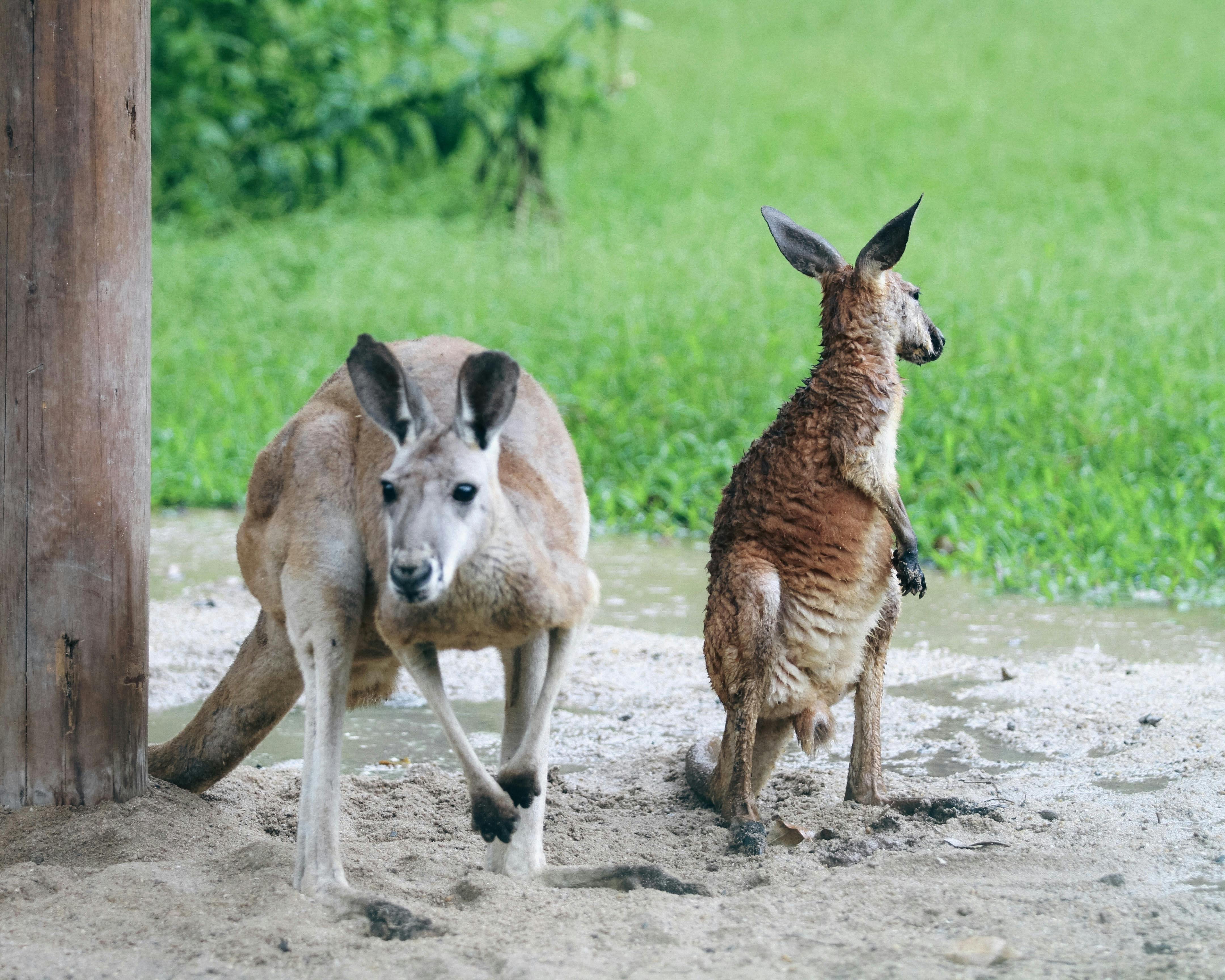 Kangaroo Wallpaper Photos, Download The BEST Free Kangaroo Wallpaper ...