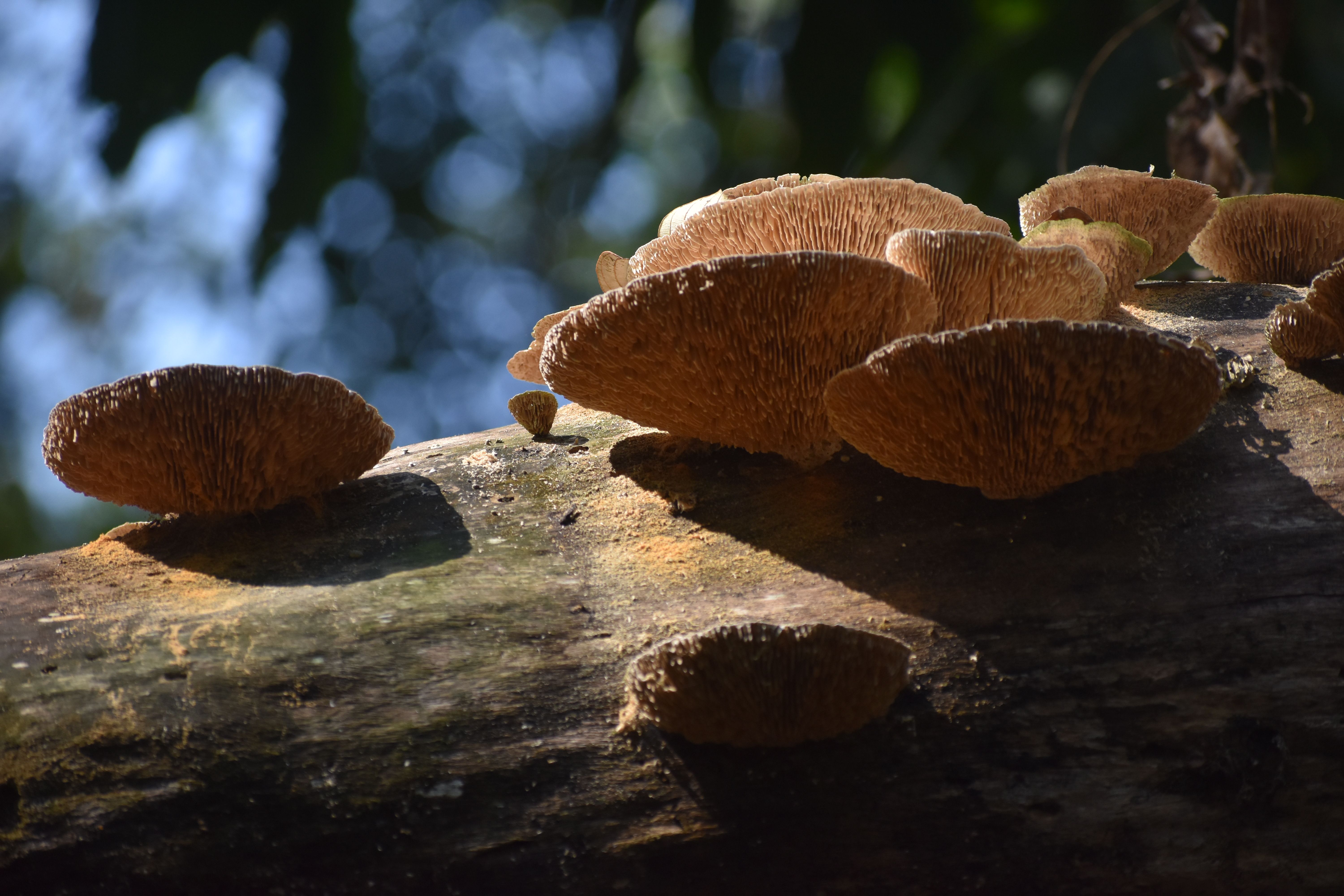 Close up of Mushrooms on Tree · Free Stock Photo