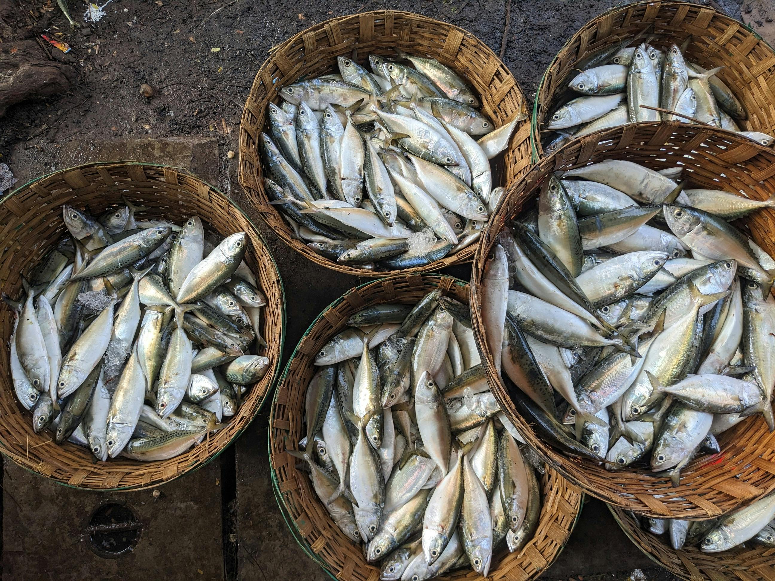 Joshua Miranda — Фотография