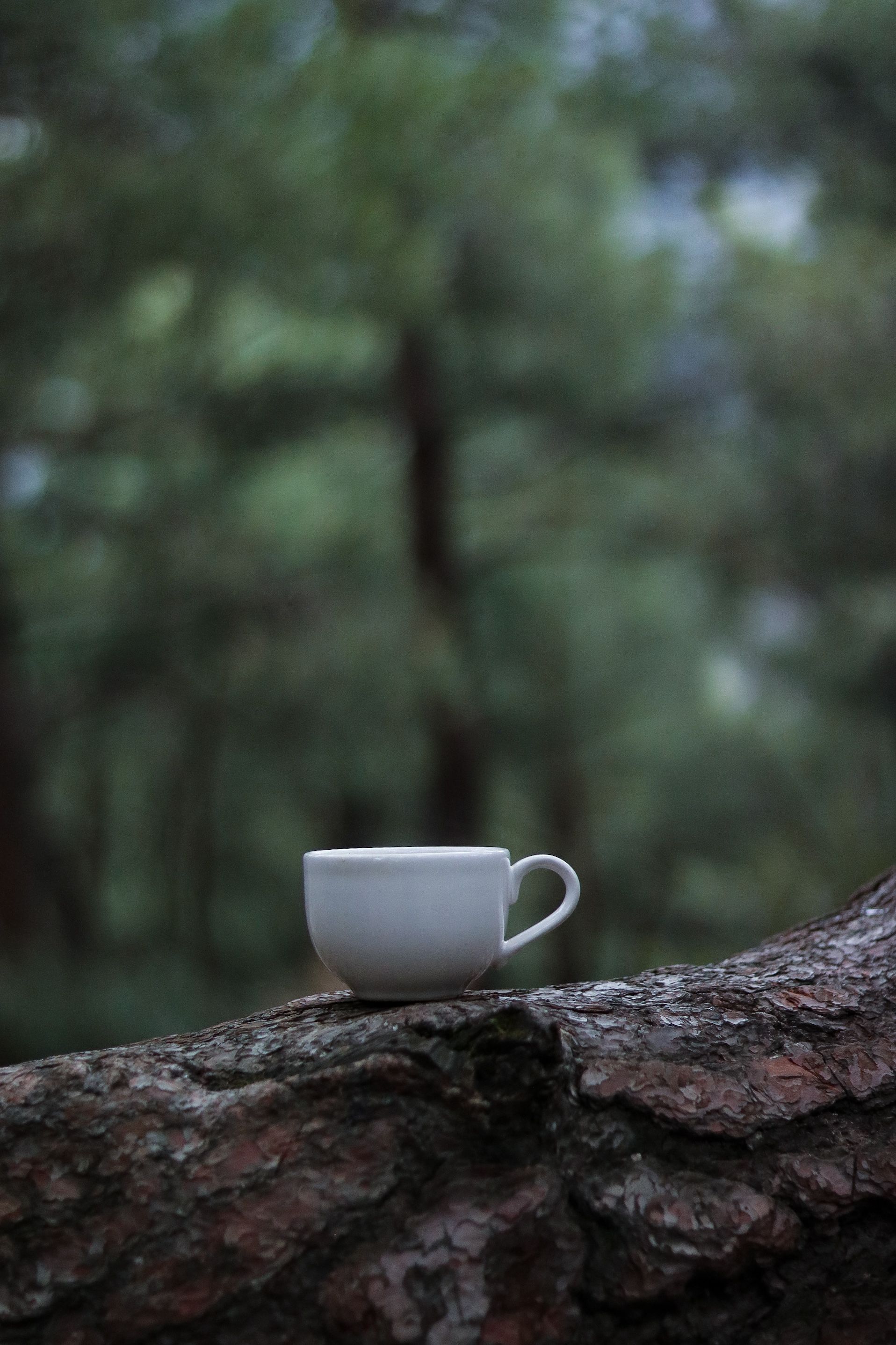 Dar Forest Photos, Download The BEST Free Dar Forest Stock Photos & HD ...