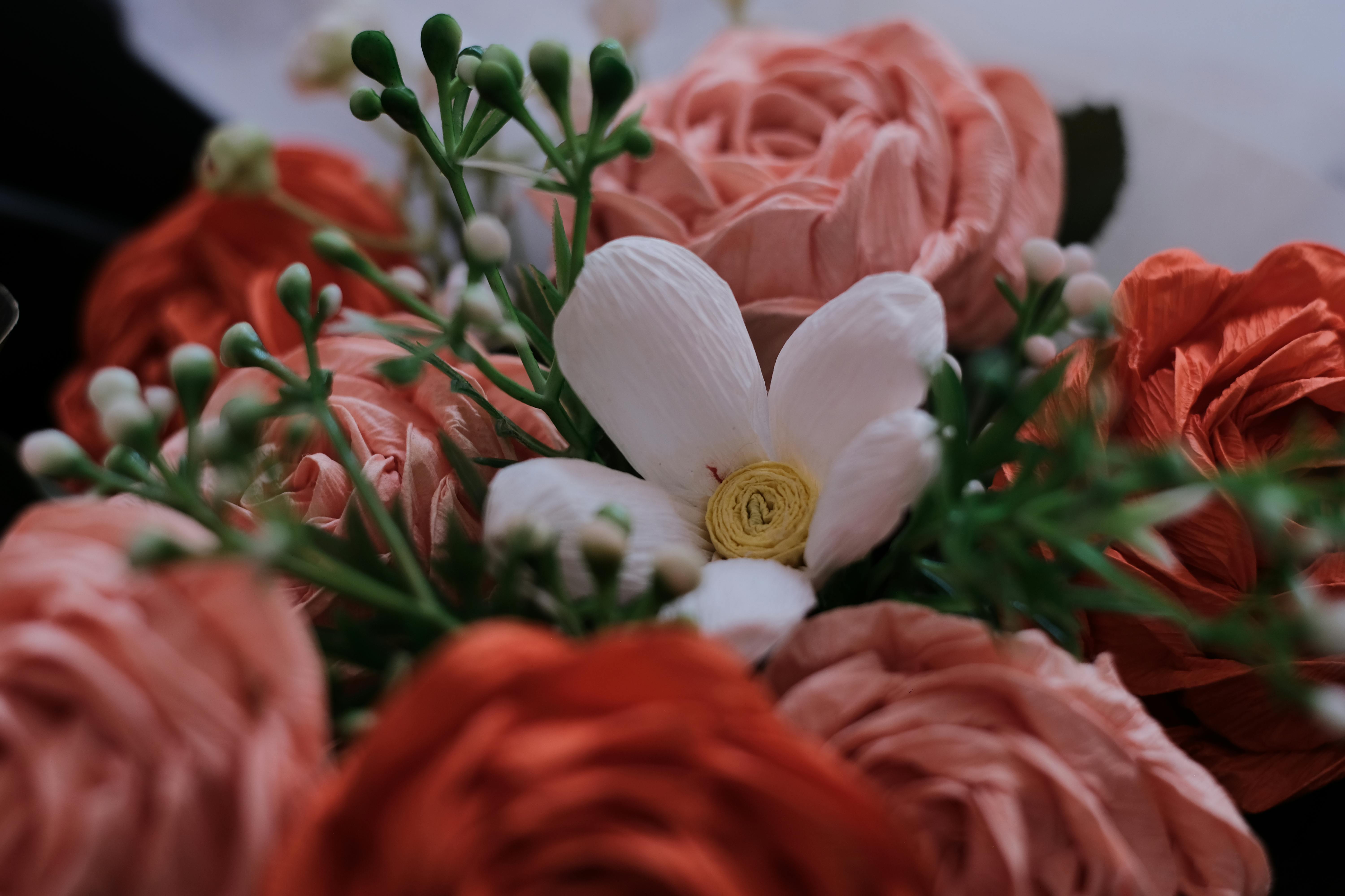 Selection of Colorful Flowers · Free Stock Photo