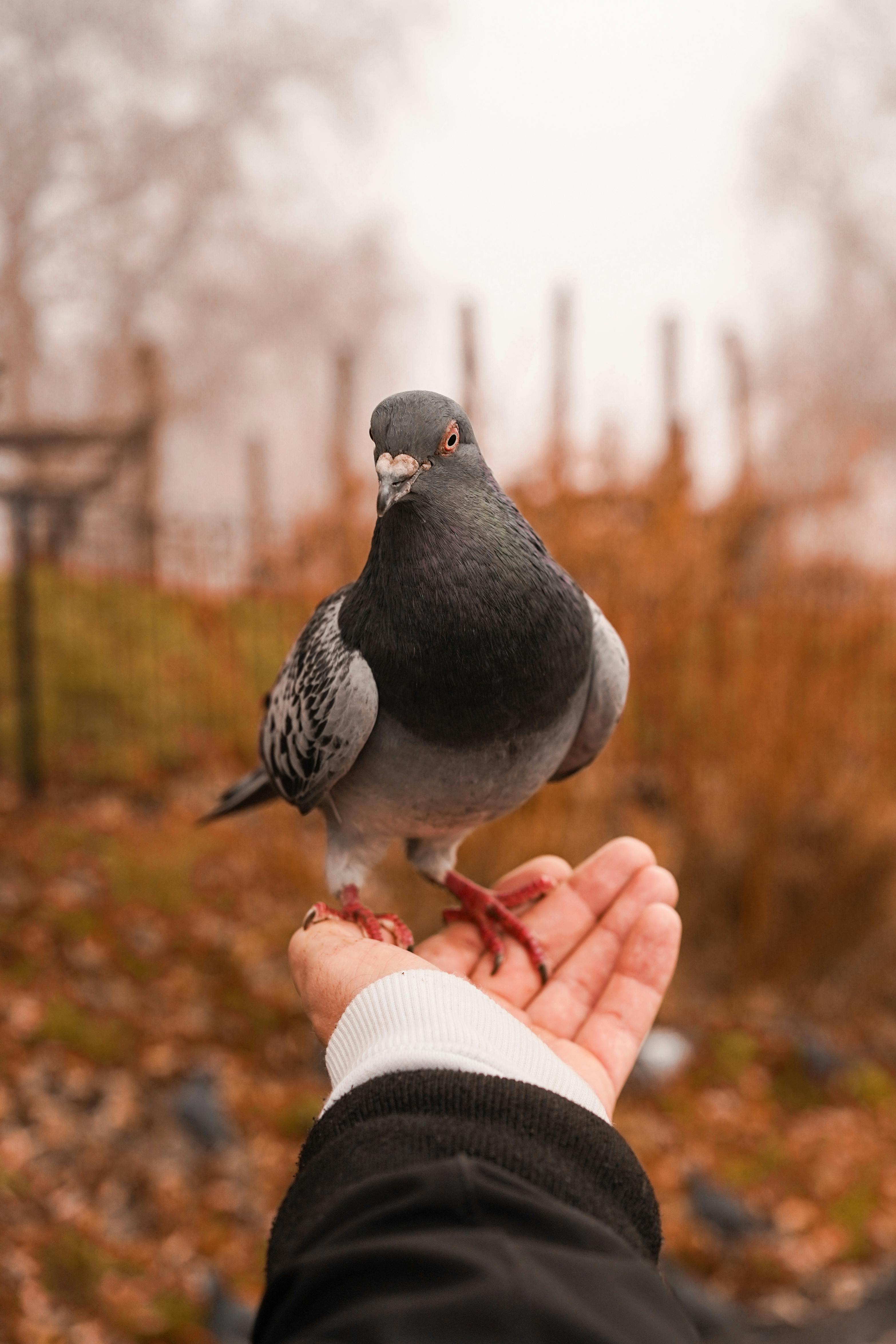 Hand Holding Pigeon · Free Stock Photo