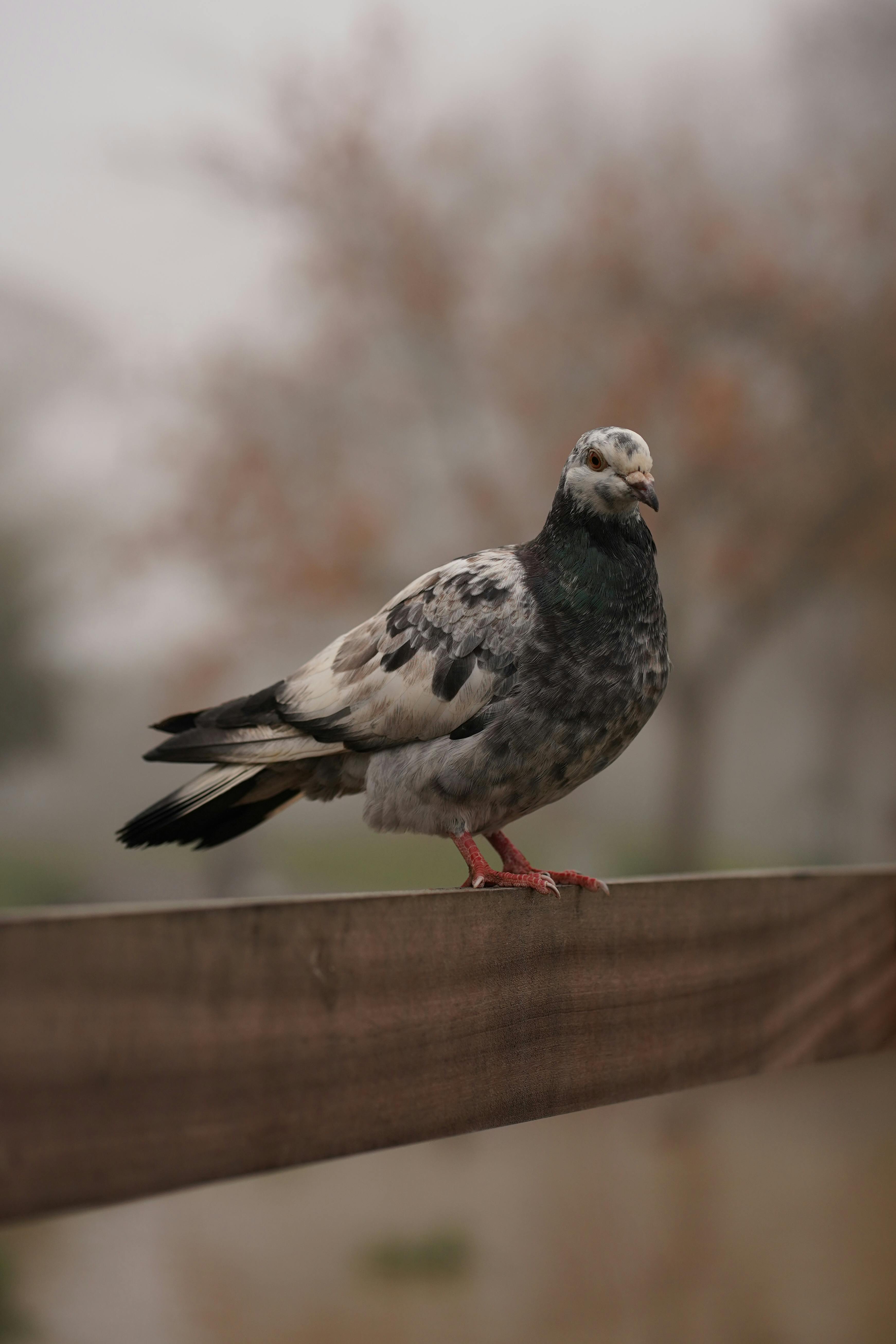 Close up of a Pigeon · Free Stock Photo