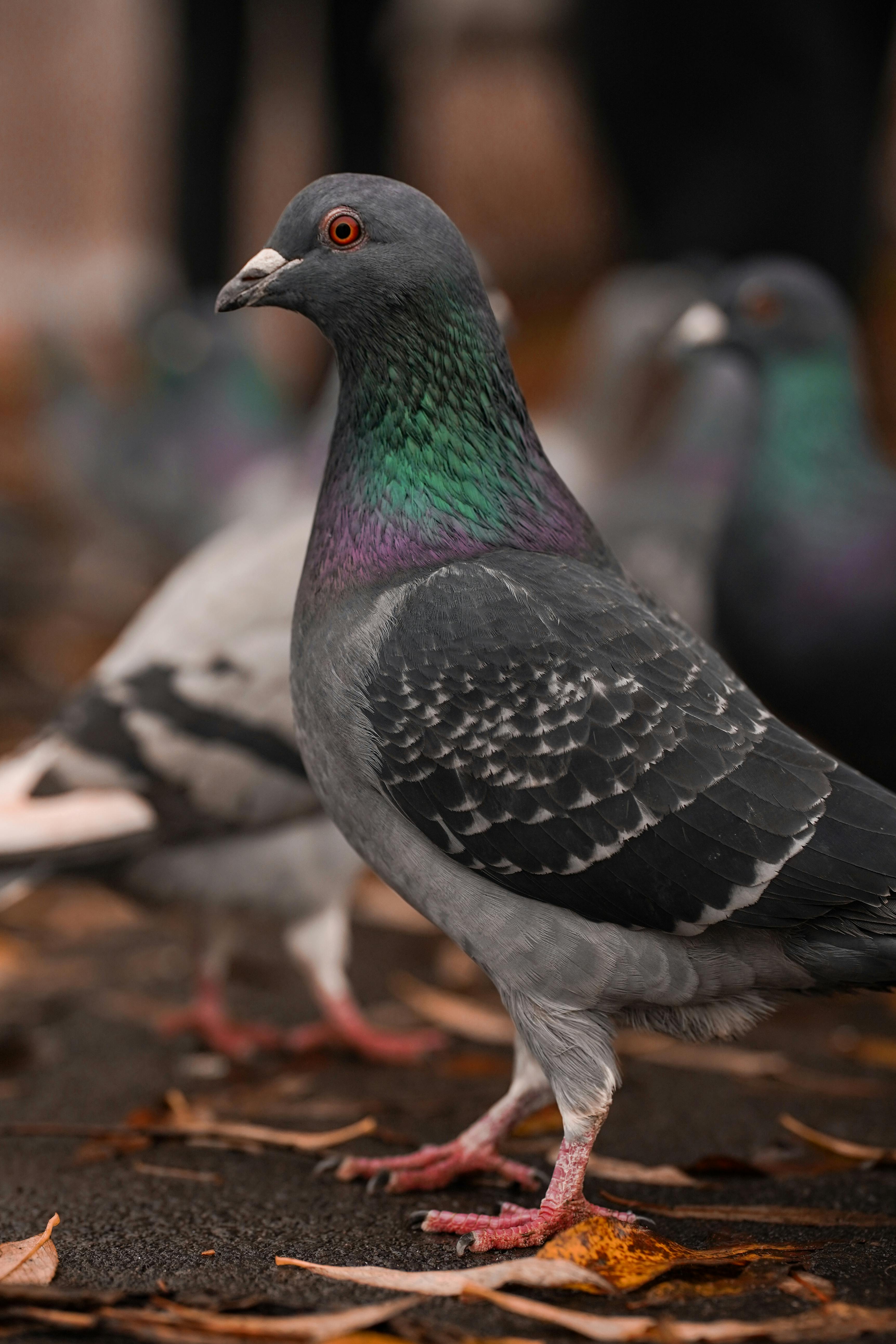 Close Up Photograph Of Person Feeding White Pigeon · Free Stock Photo