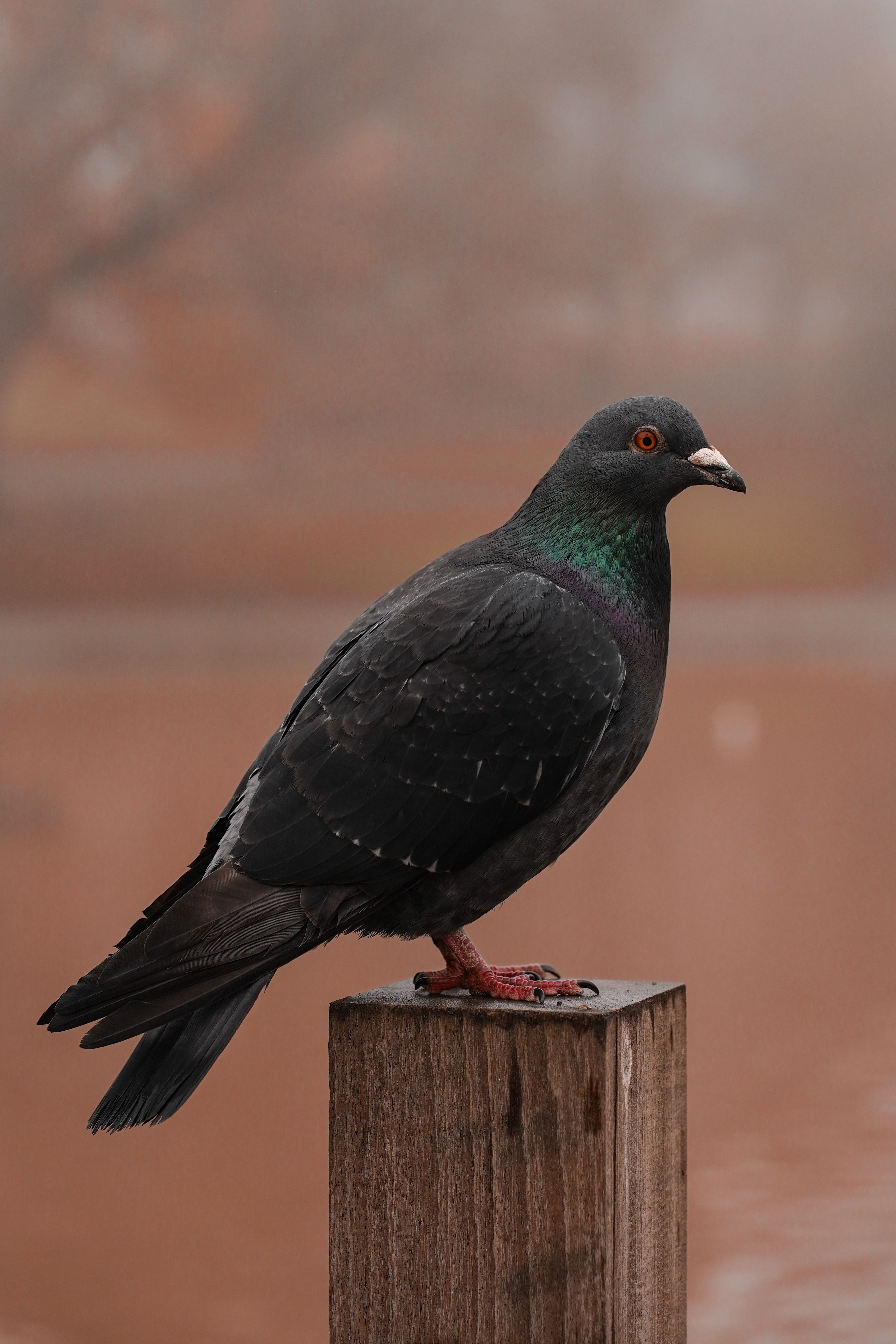 Pigeon Adaptation Photos, Download The BEST Free Pigeon Adaptation ...