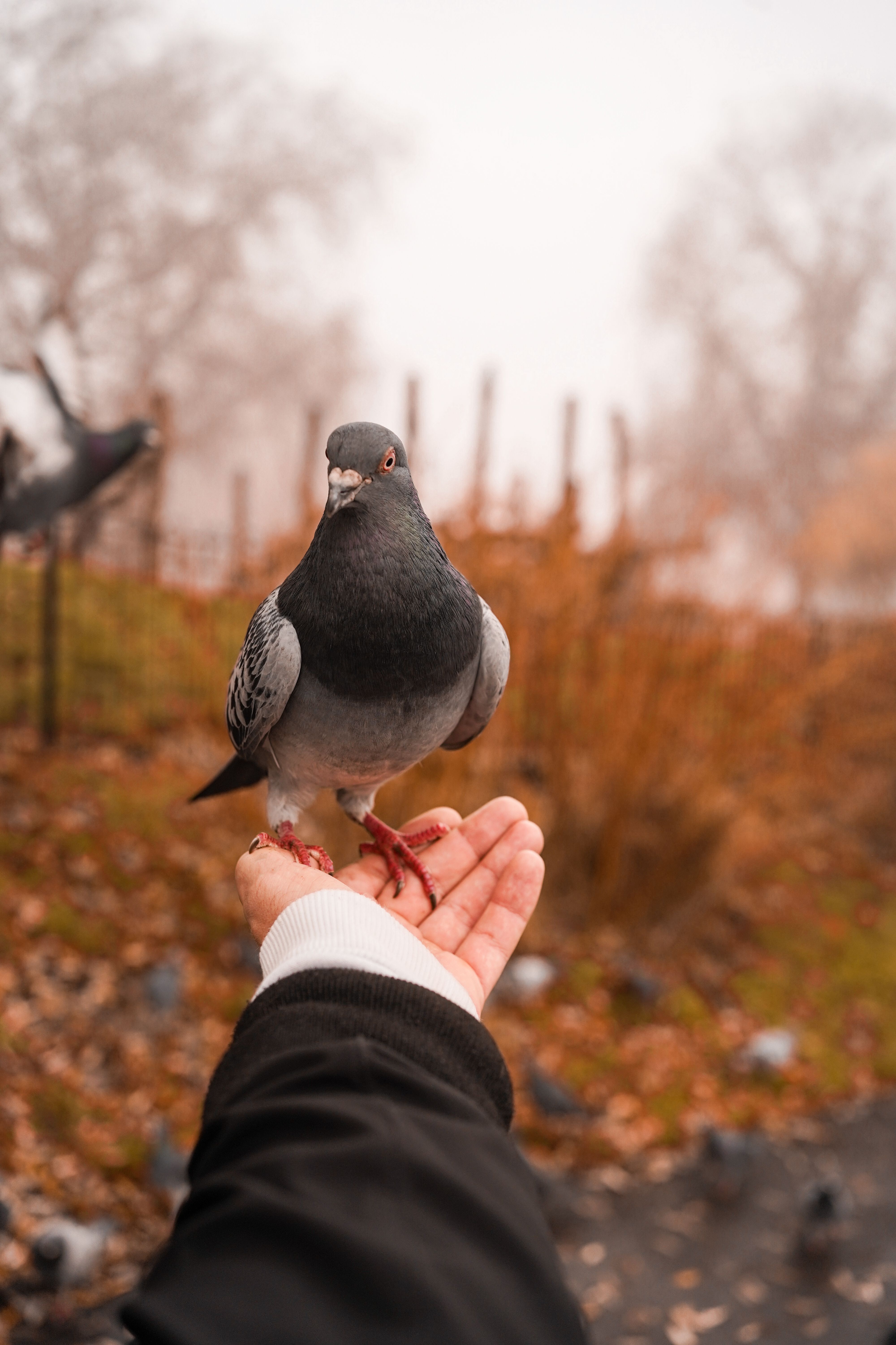 Pigeon on Hand · Free Stock Photo