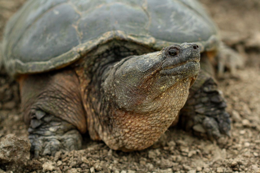 Common Snapping Turtle Scientific Name Explained