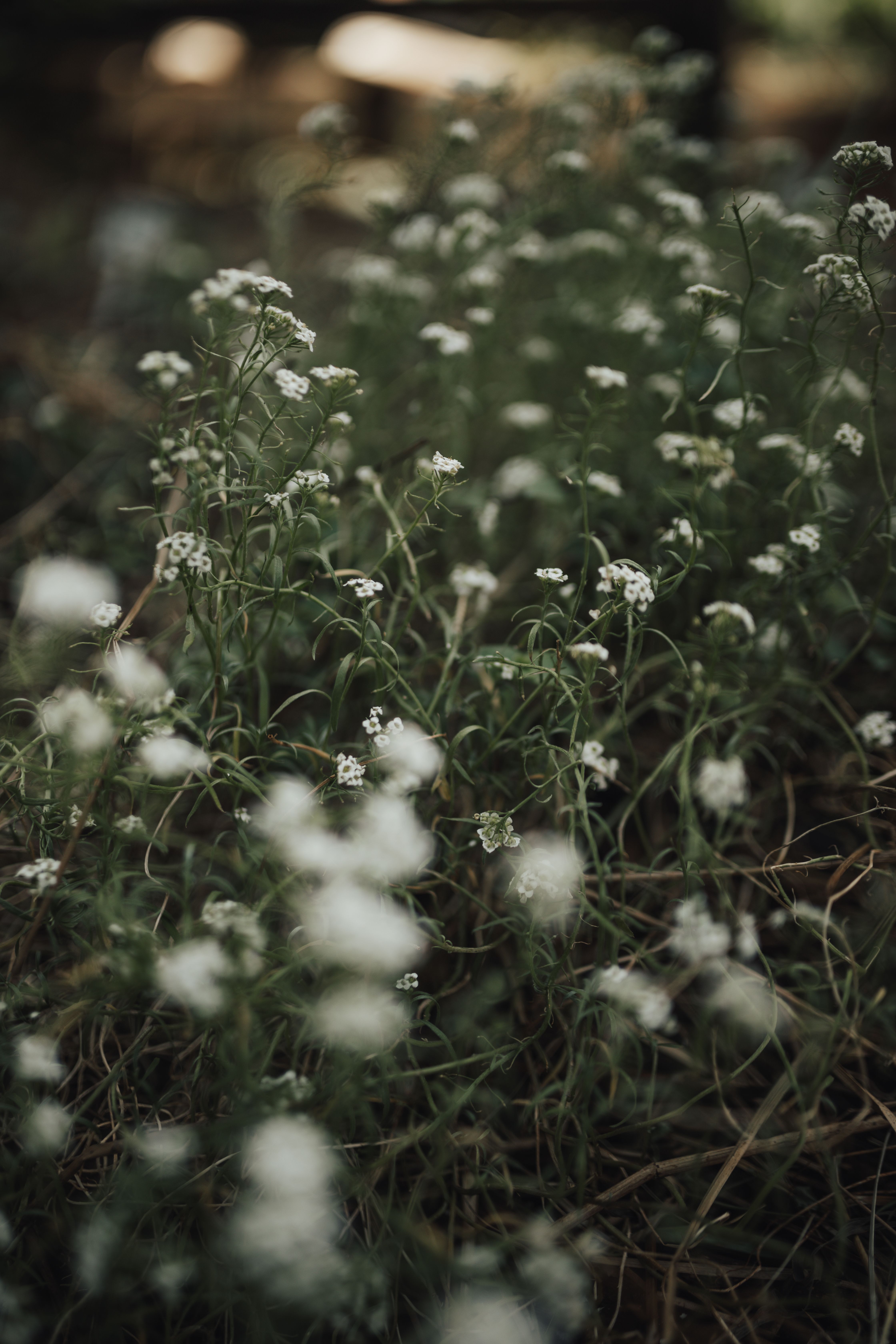Close-up of a Frosted Flower · Free Stock Photo