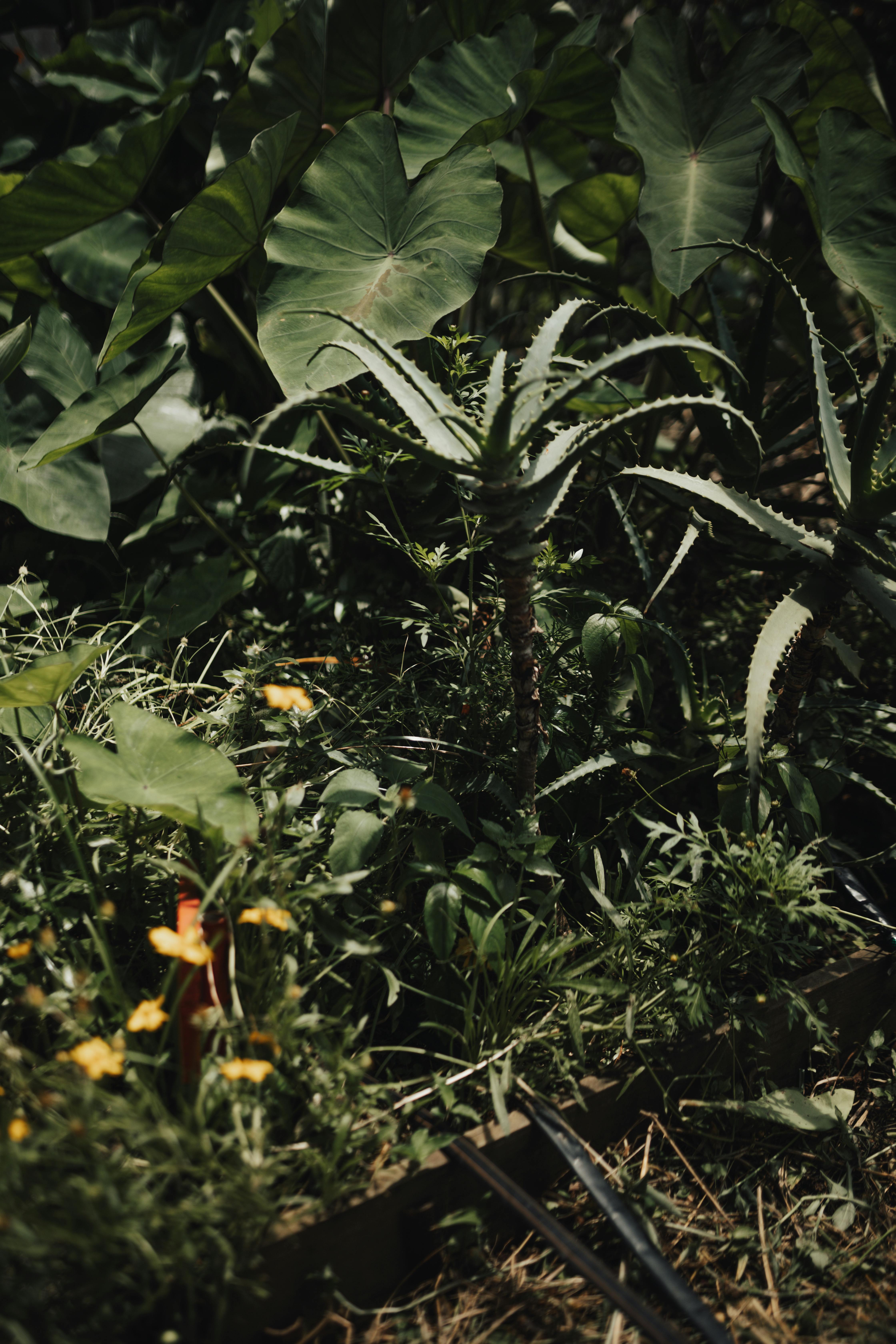 Assorted Plants With Trees Photography · Free Stock Photo