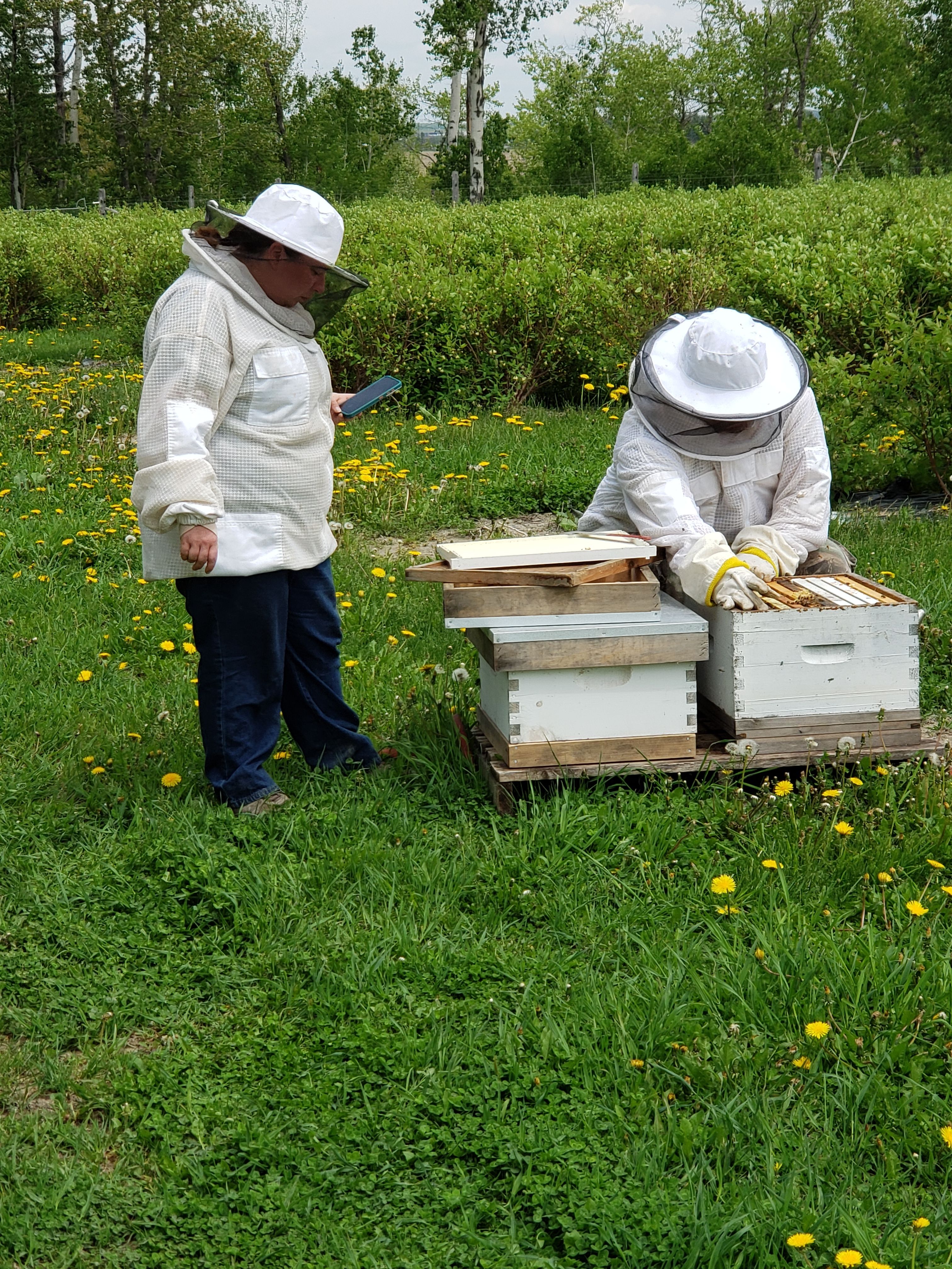 Beekeepers Taking Honeycombs from the Hive · Free Stock Photo