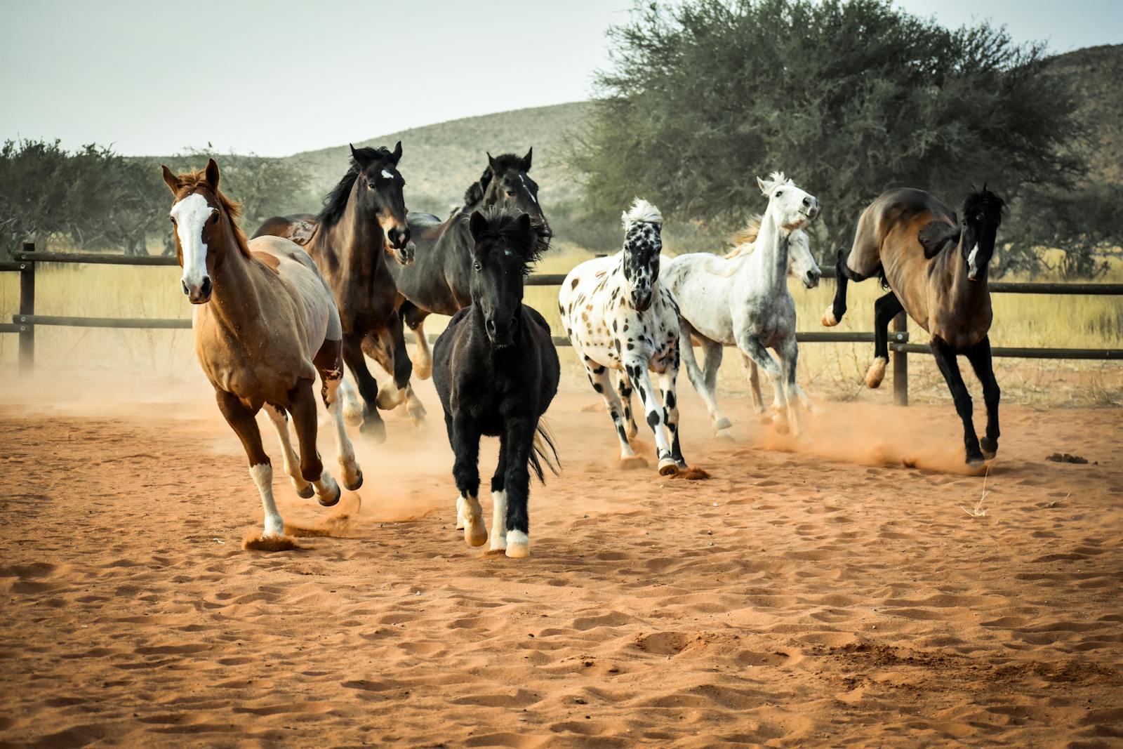 Horses Running Photos, Download The BEST Free Horses Running Stock ...