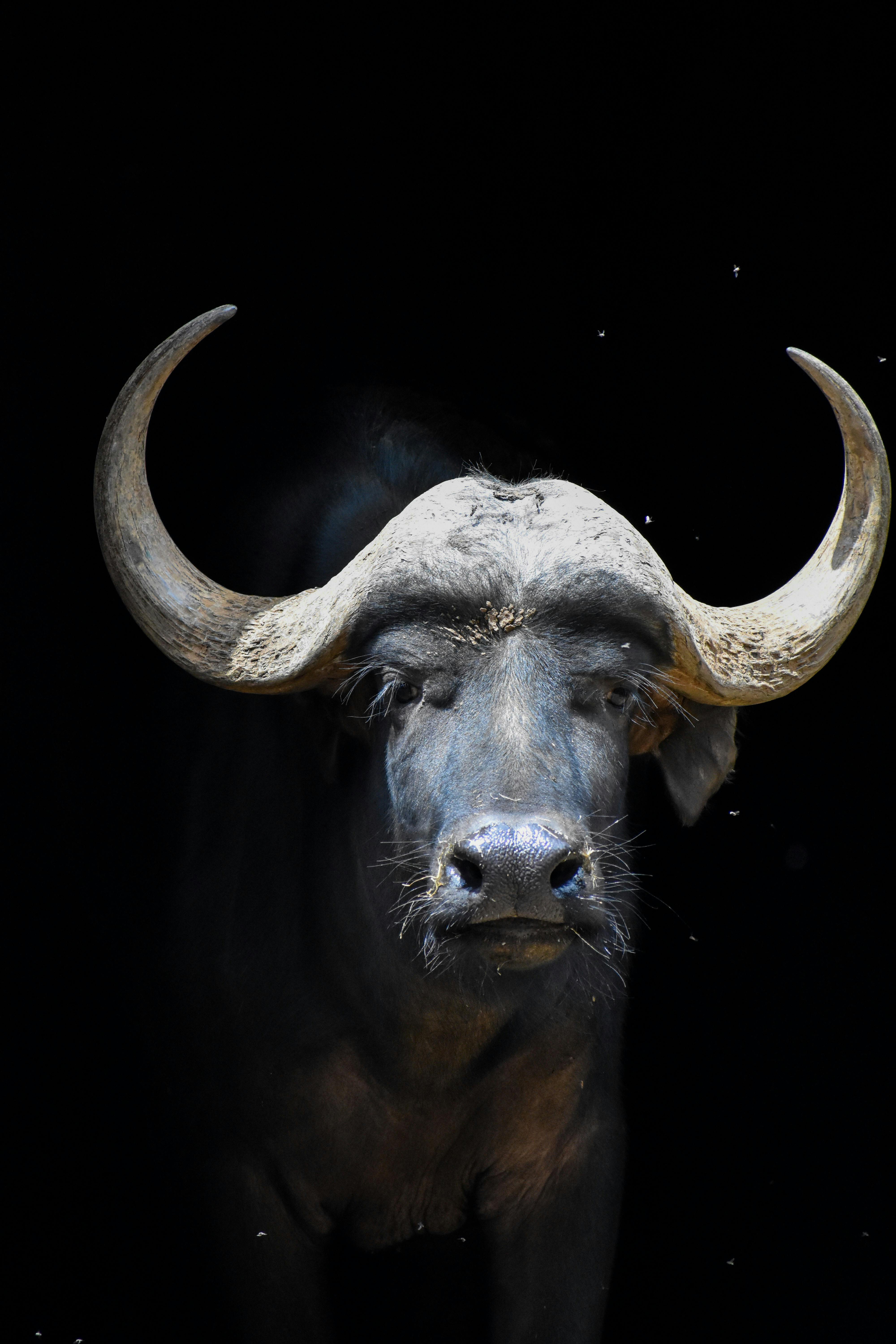 Bull Background Photos, Download The BEST Free Bull Background Stock ...